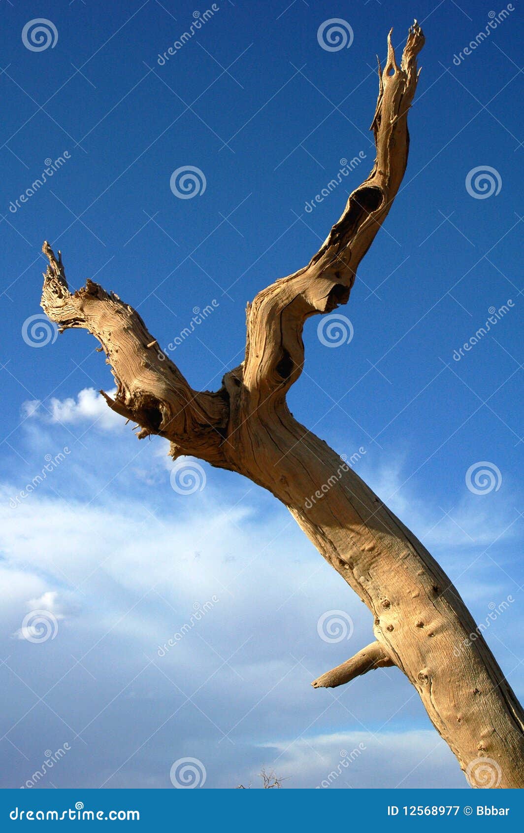 Dode bomen in de woestijn stock afbeelding. Image of reis - 12568977