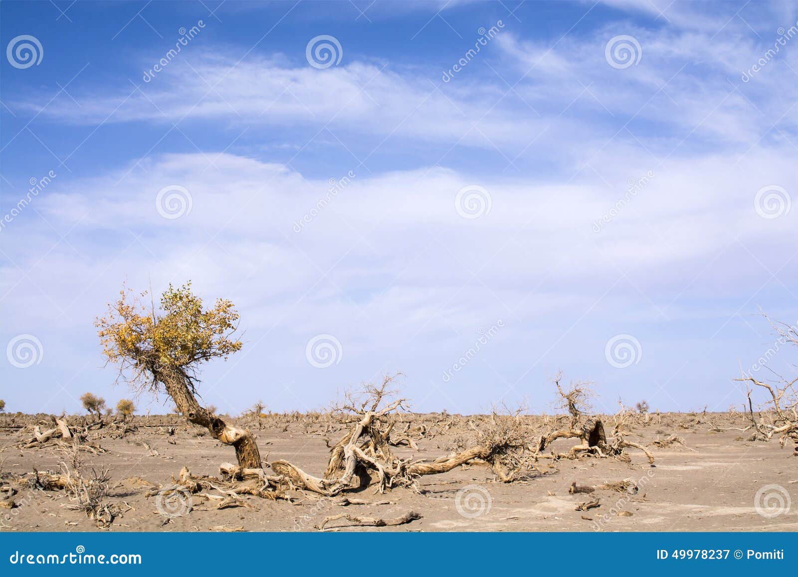 Dode bomen in de woestijn stock afbeelding. Image of dood - 49978237