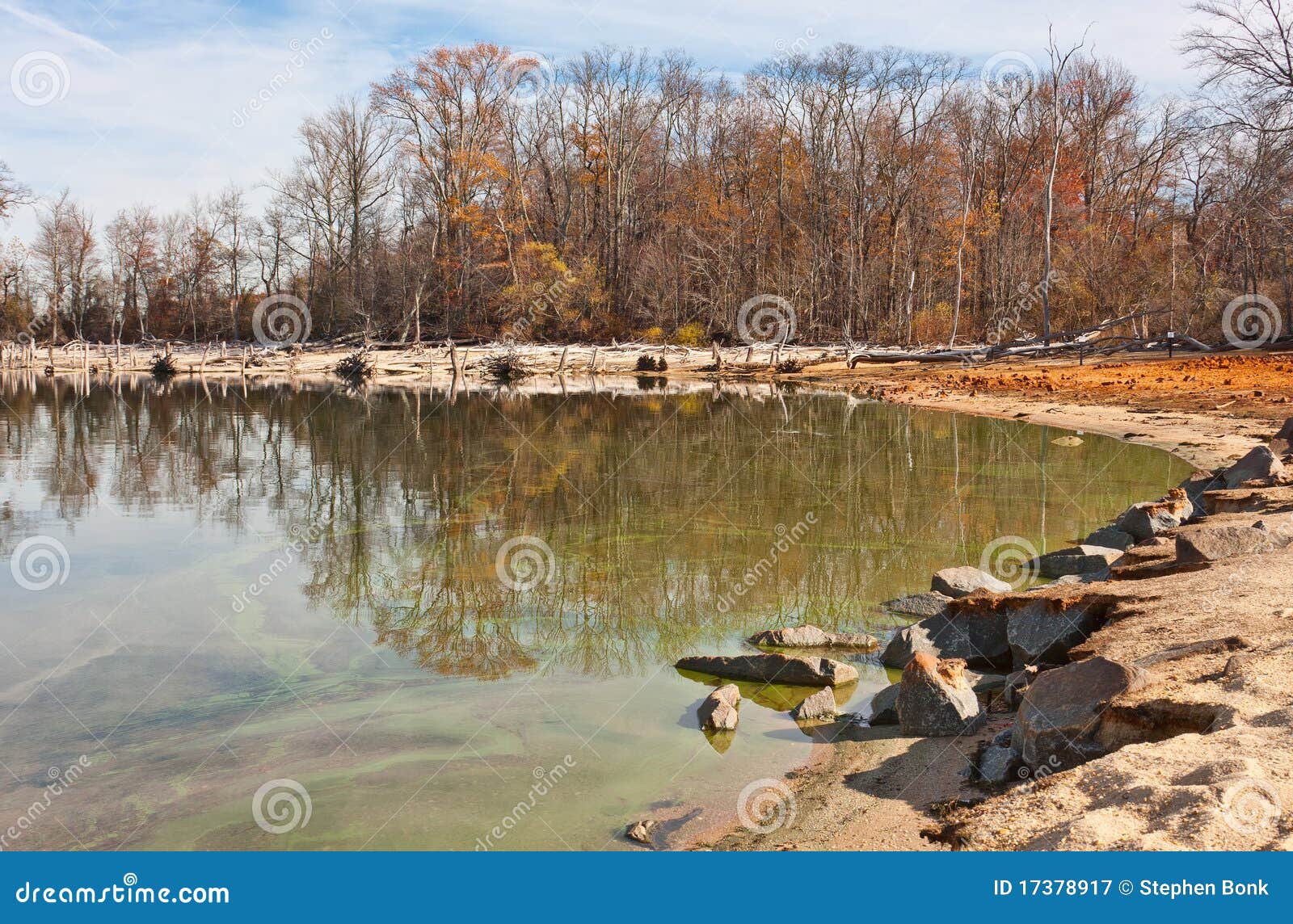 Dode Bomen En Levende Bomen Die Meer Omringen Stock Afbeelding - Image ...