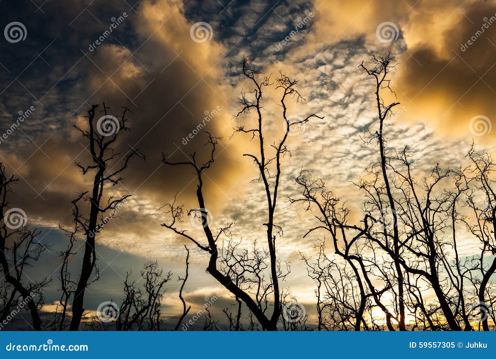 Dode Bomen En Modderig Strand Bij Zonsondergang Stock Afbeelding ...