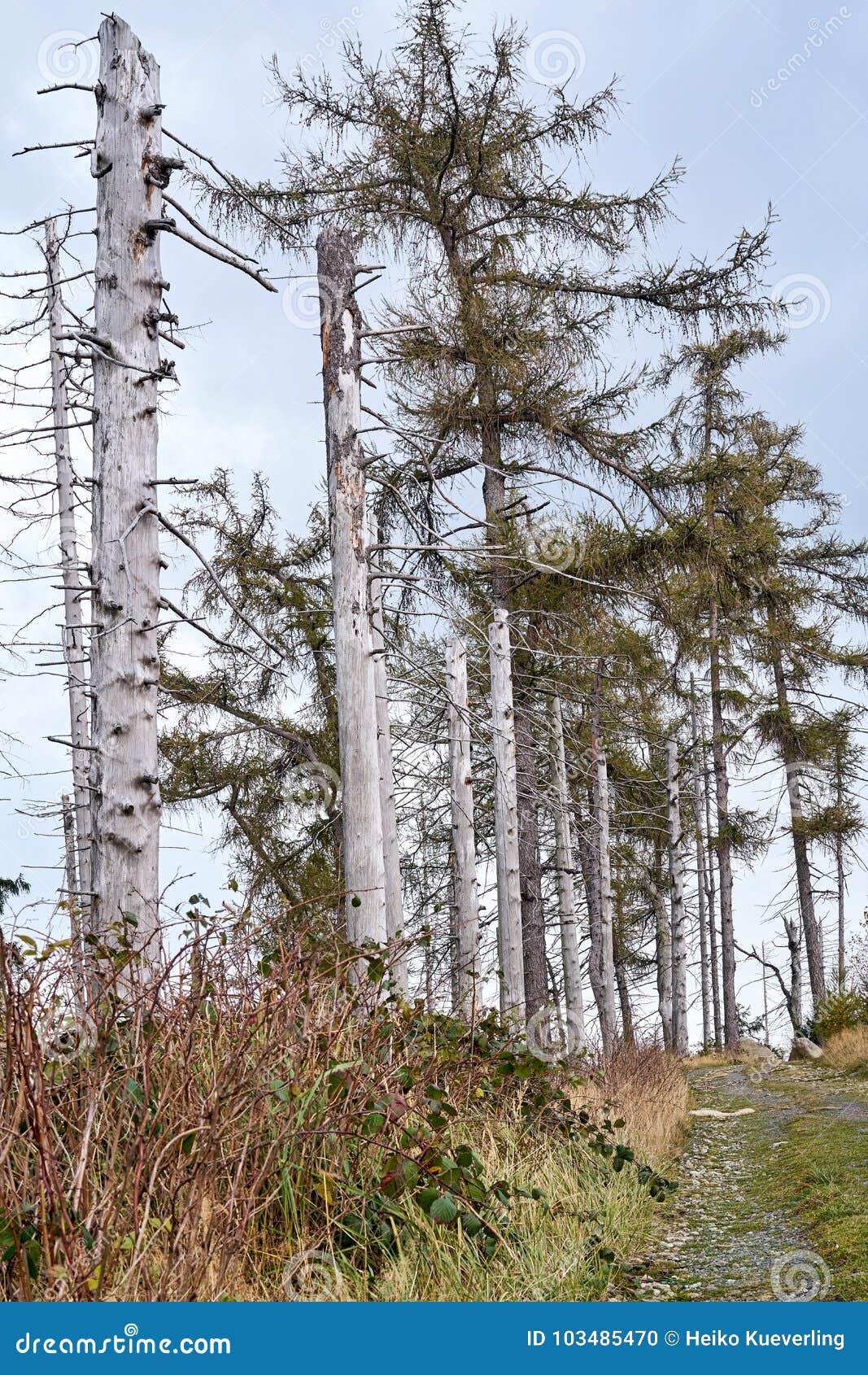Dode bomen in Harz stock foto. Image of landschap, bossen - 103485470