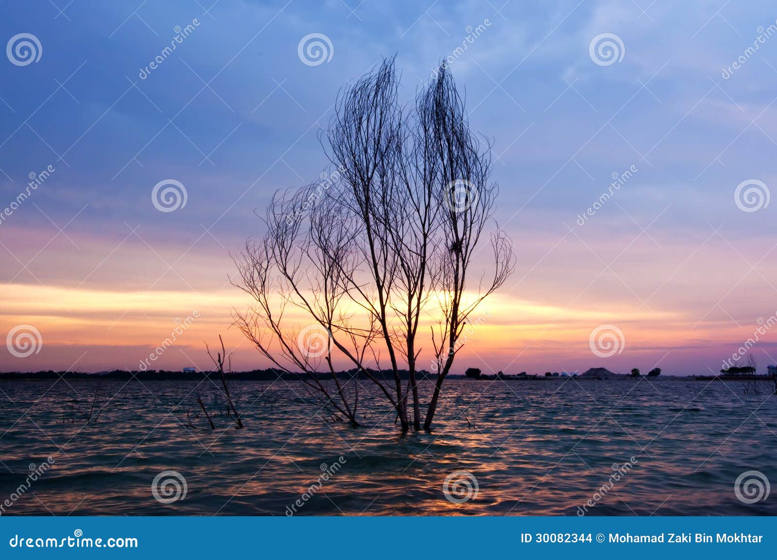 Dode bomen stock foto. Image of mystiek, kust, rust, mysticus - 30082344