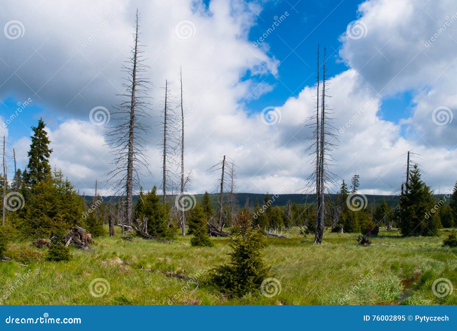 Dode Bomen in Het Midden Van Grote Jizera-Vlakte Stock Afbeelding ...