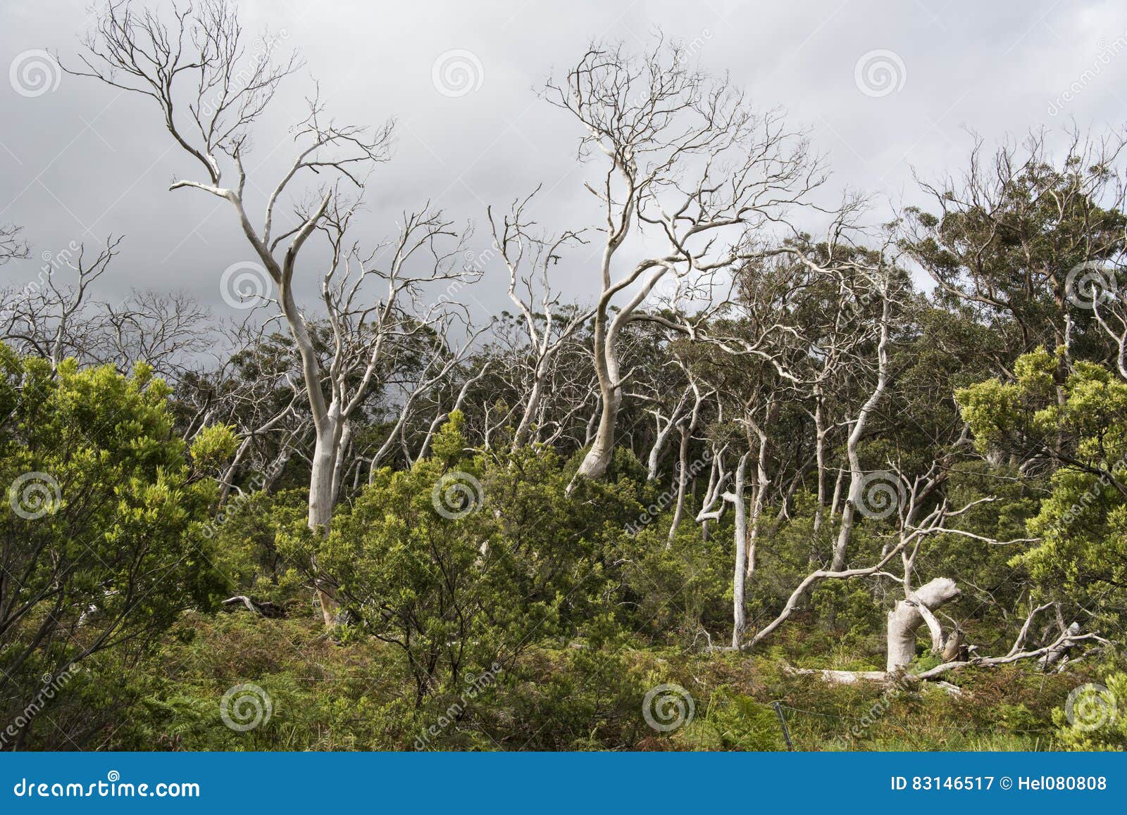 Dode Bomen in Het Nationale Park Van Otway Stock Afbeelding - Image of ...