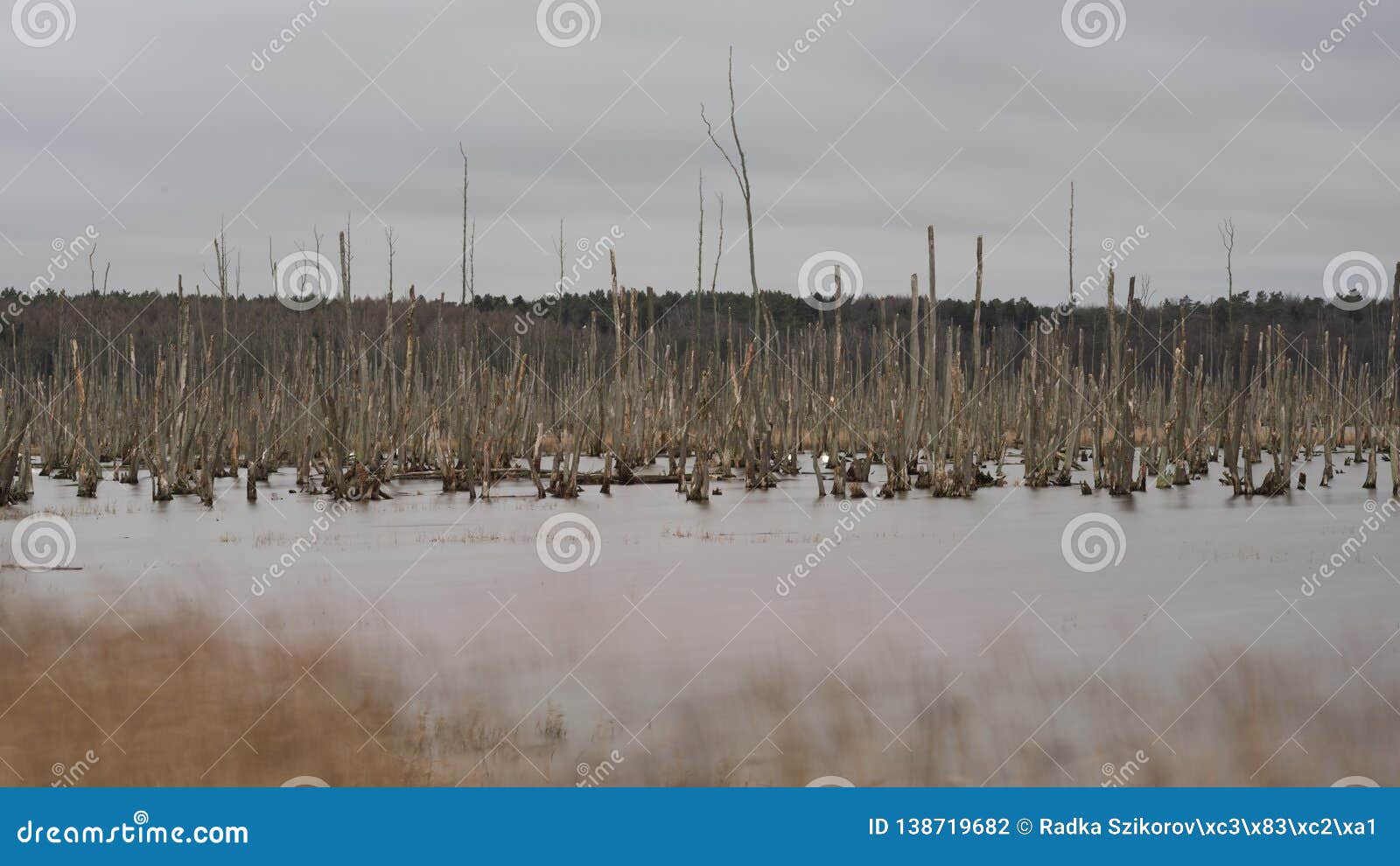 Dode Bomen in het Water stock foto. Image of draaghout - 138719682