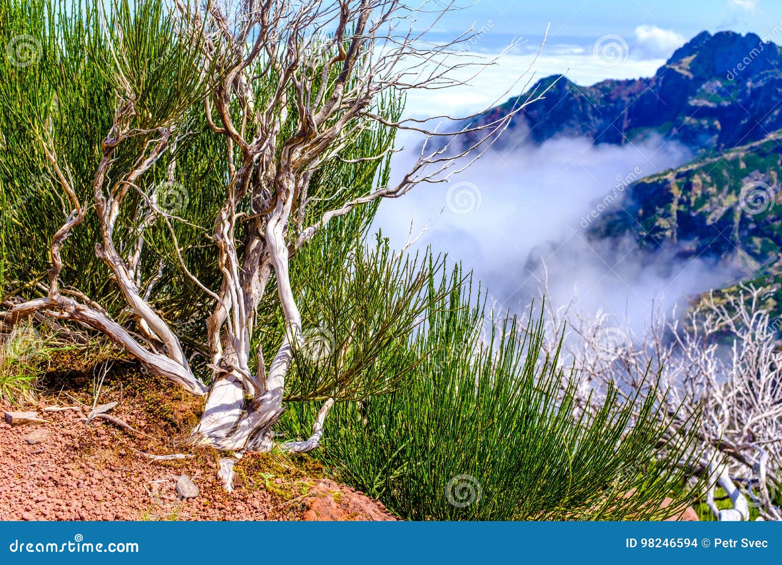 Dode bomen hoog in bergen stock foto. Image of madera - 98246594