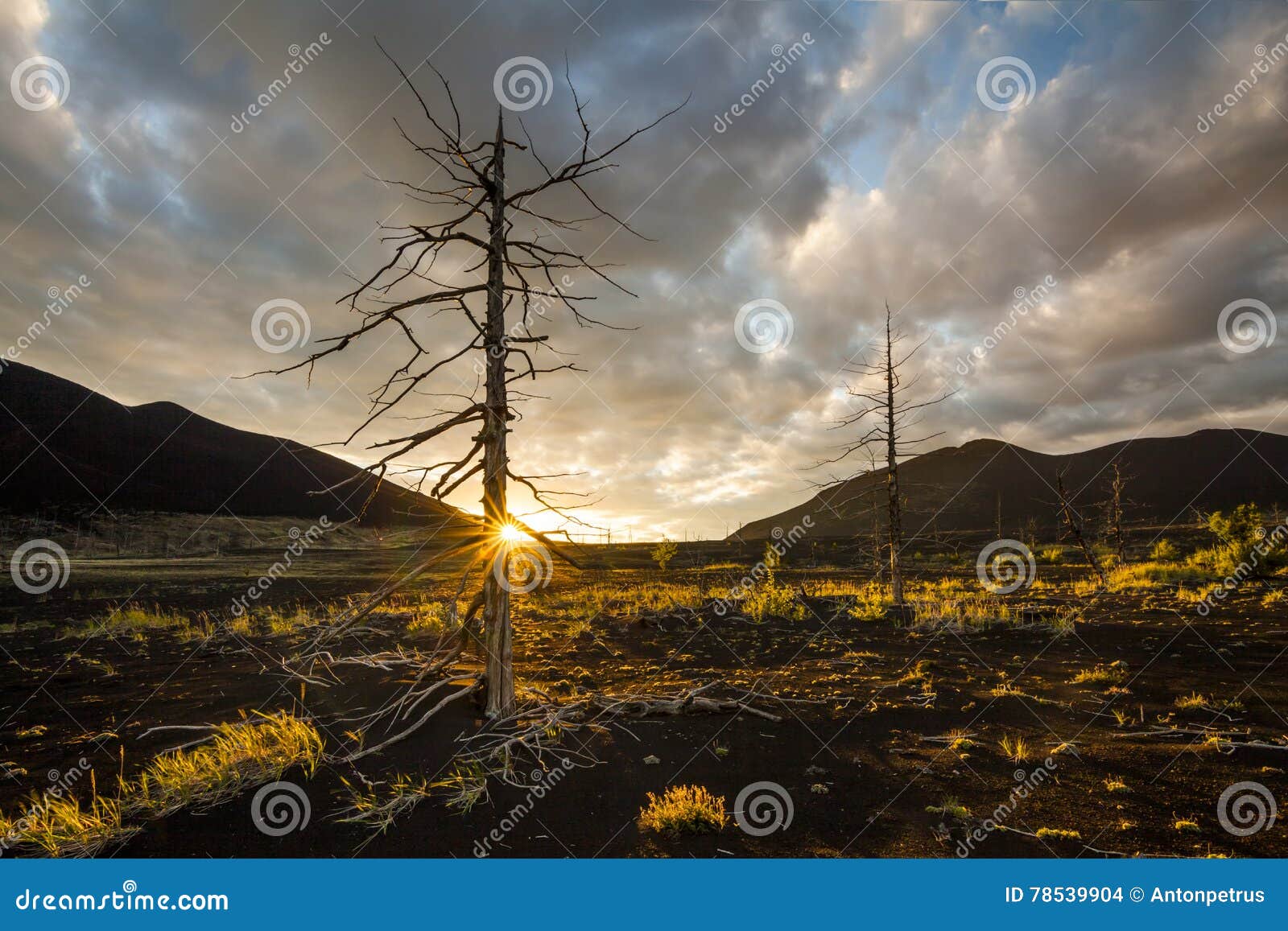 Dode Bomen Op Een Achtergrond Van De Zonsonderganghemel Stock Foto ...