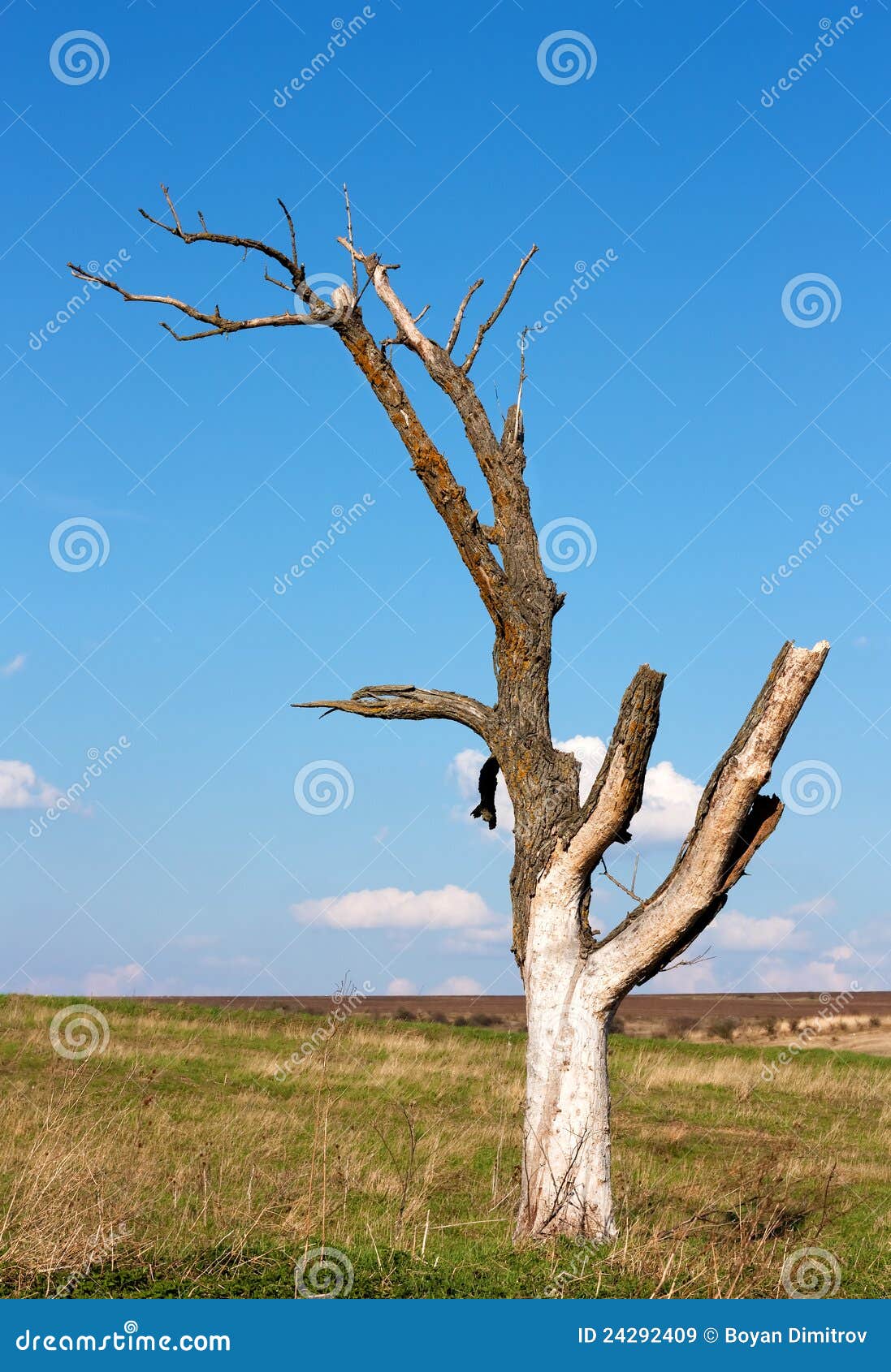 Dode boom stock afbeelding. Image of milieu, installatie - 24292409