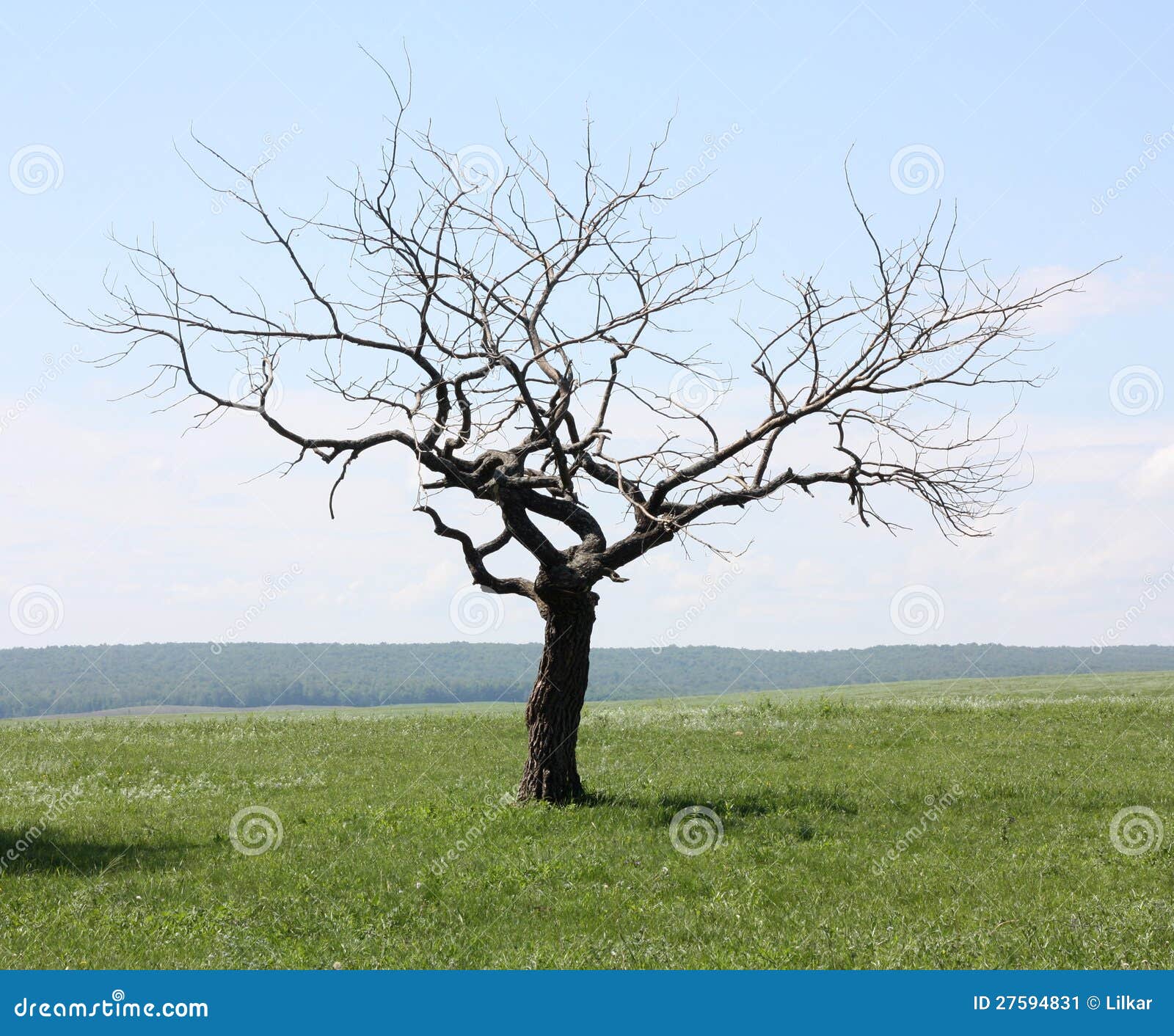 Dode boom stock afbeelding. Image of nave, vorm, droog - 27594831