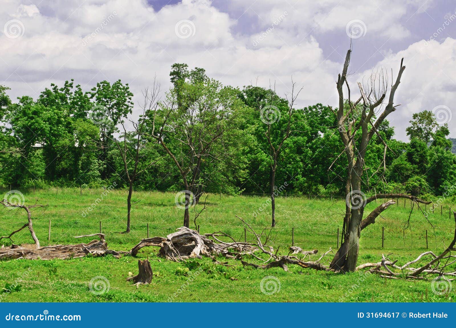 Dode boom stock afbeelding. Image of zonnig, milieu, landschap - 31694617