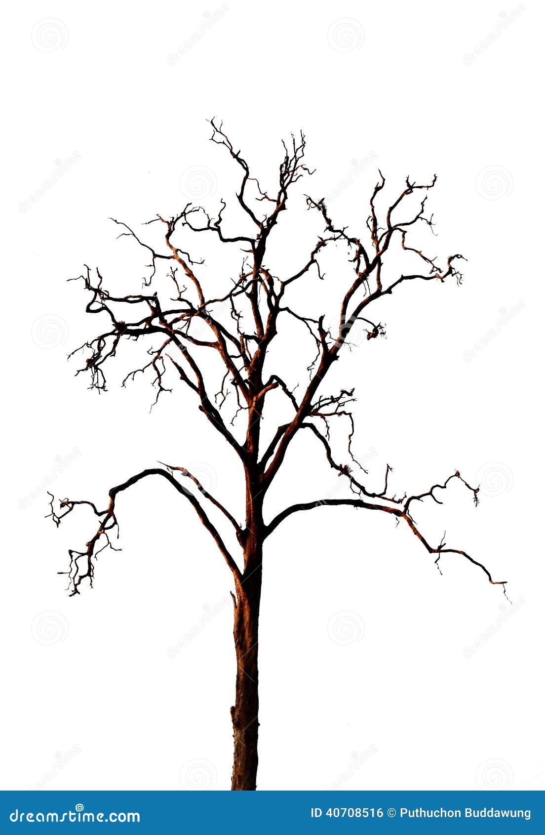 Dode boom stock foto. Image of verticaal, hout, versheid - 40708516