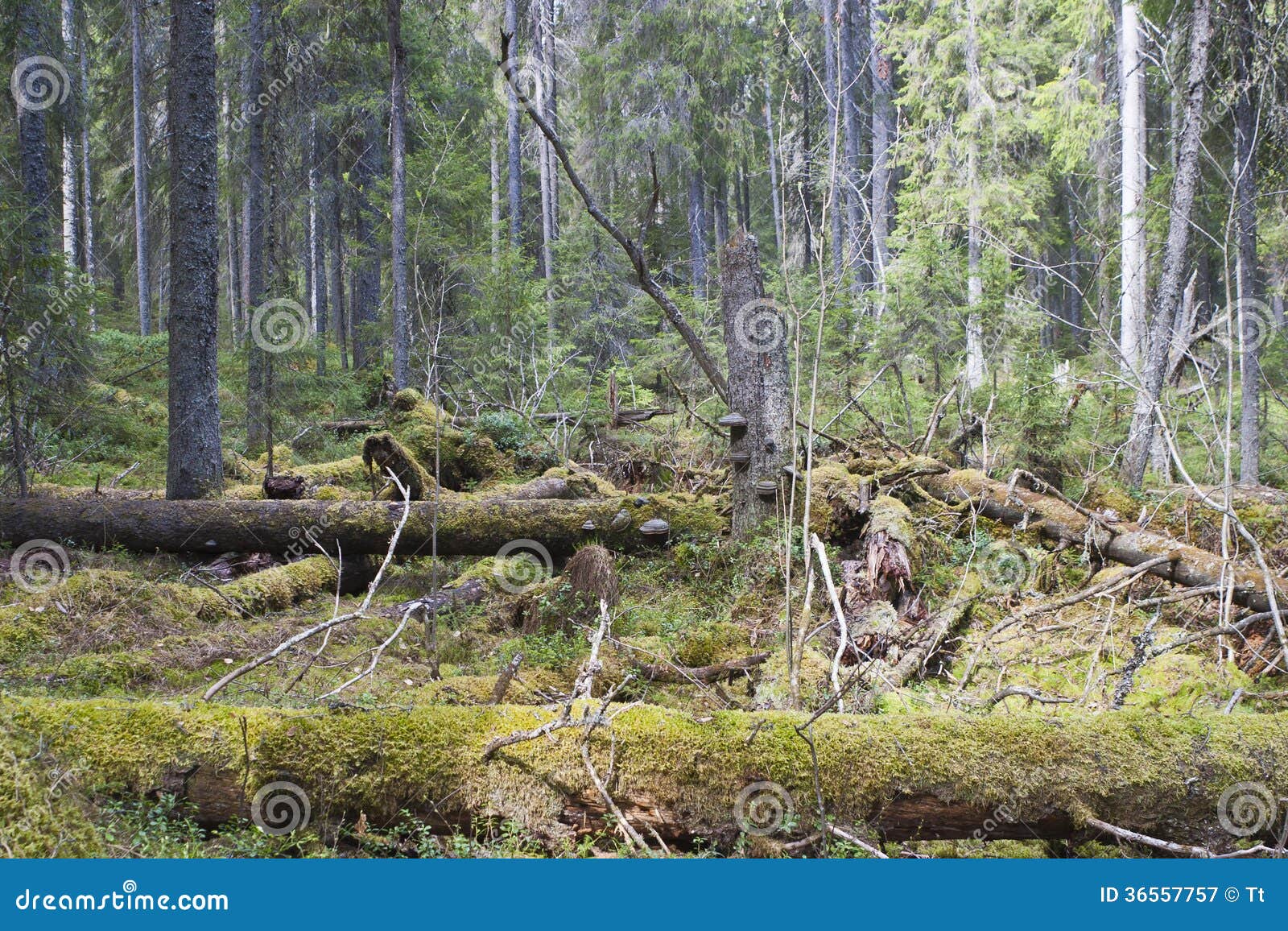 Dode boom in bos stock afbeelding. Image of wildernis - 36557757