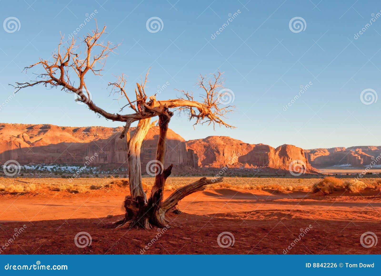 Dode Boom in De Vallei Van Het Monument Stock Foto - Image of nanometer ...