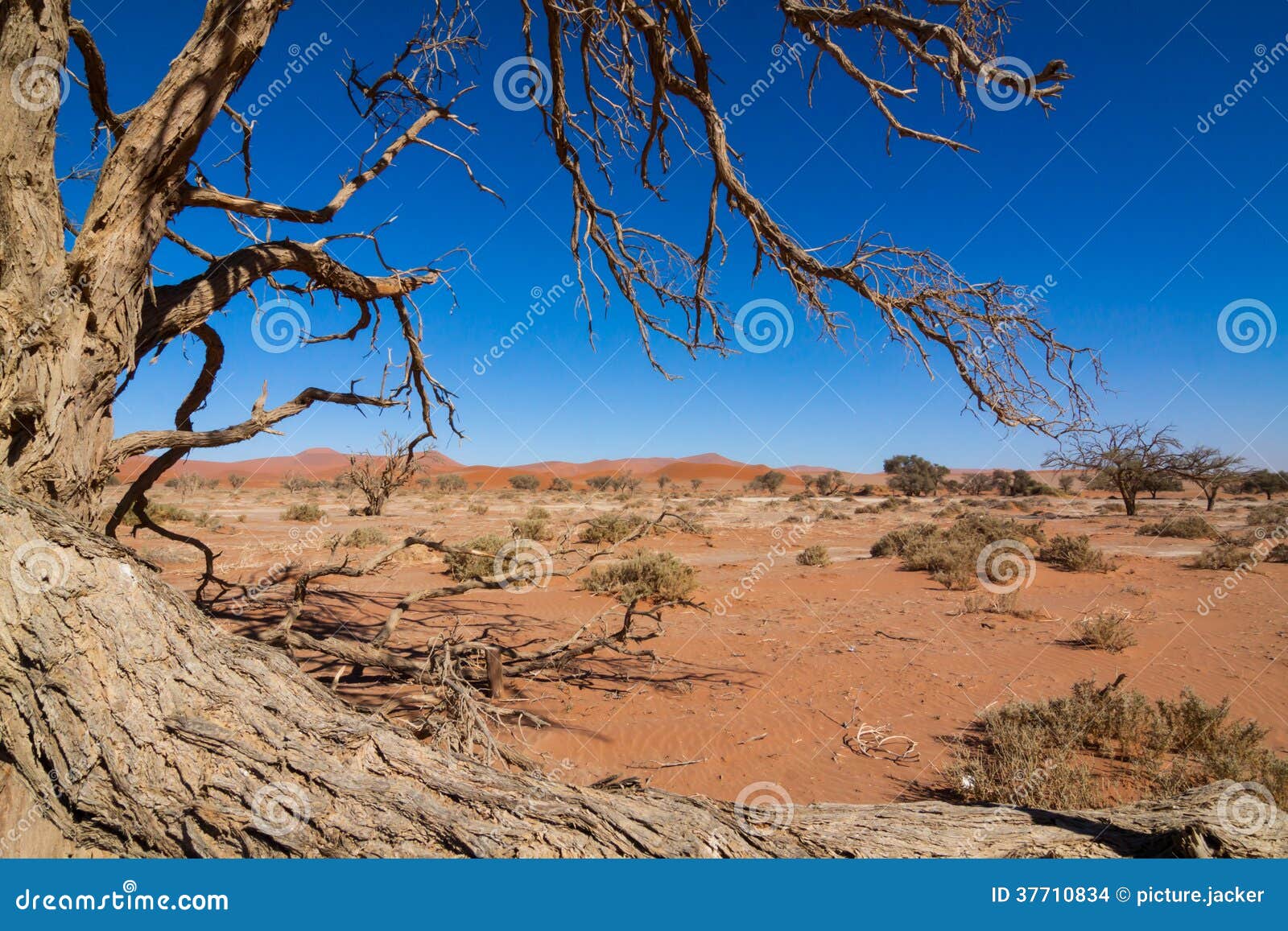 Dode boom in de woestijn stock foto. Image of verdoofd - 37710834