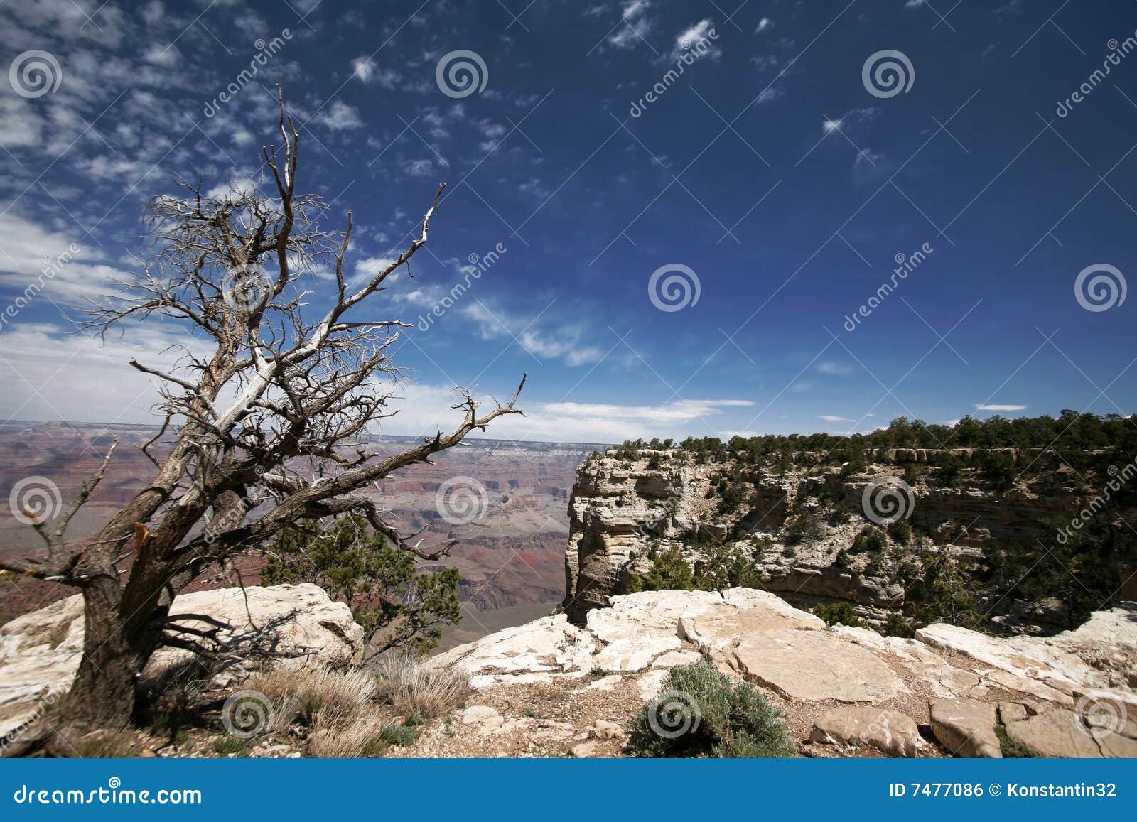 Dode Boom in Grote Canion, Arizona Stock Foto - Image of groot, horizon ...