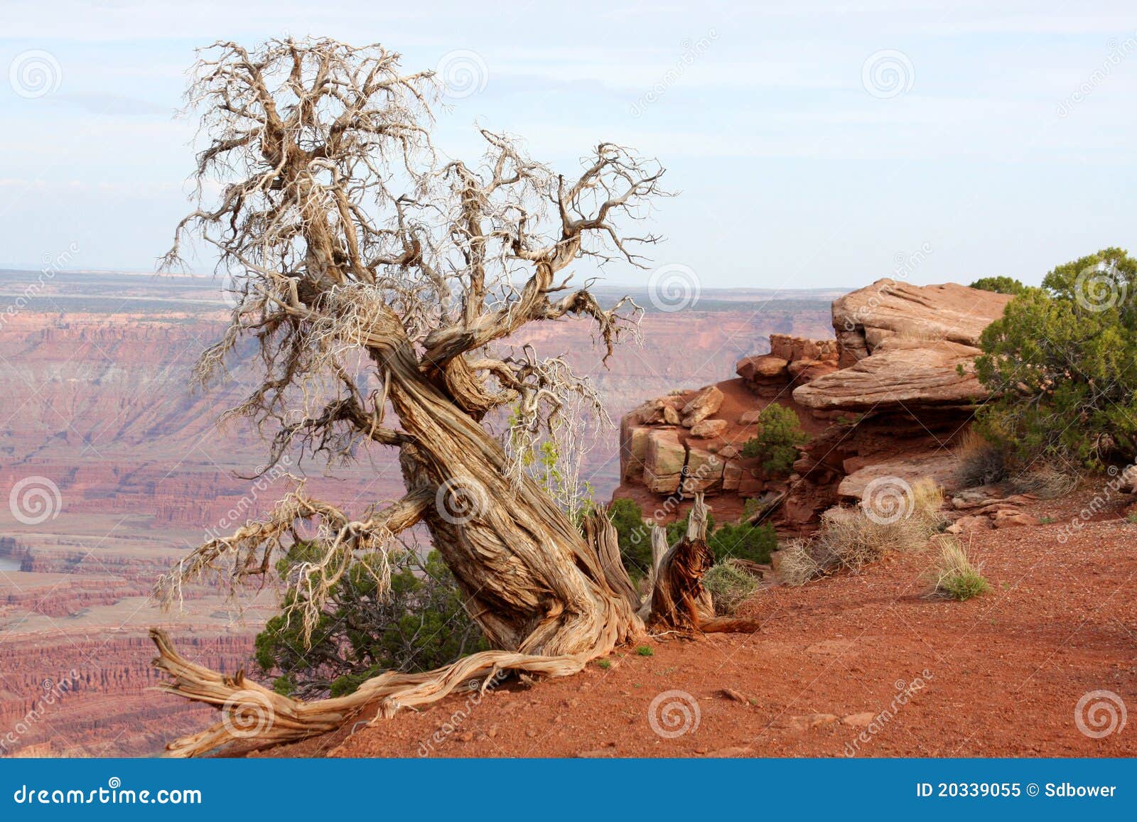 Dode Boom in Het Dode Park Van Het Paardpunt Stock Afbeelding - Image ...