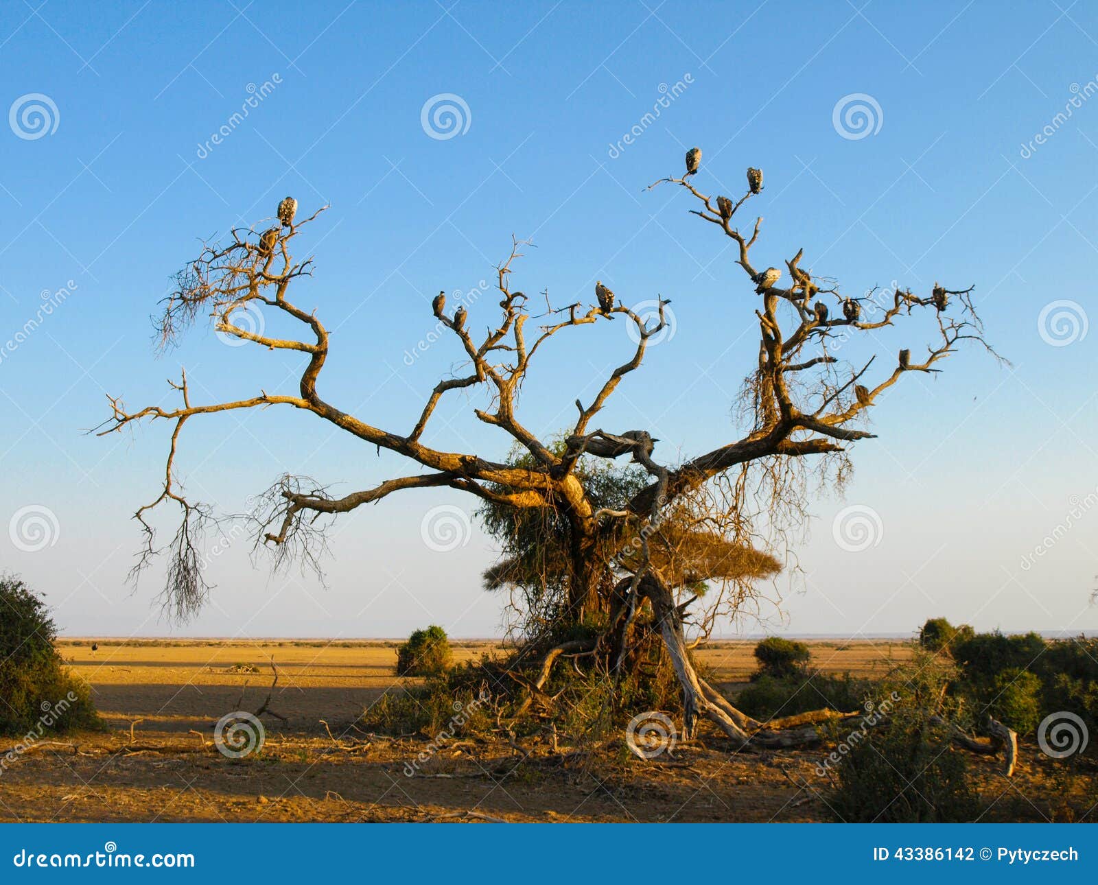 Dode boom met gieren stock foto. Image of spel, afrika - 43386142