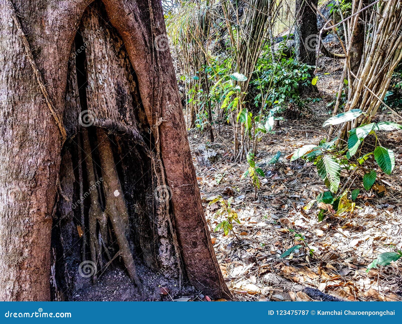 Dode Boom Met Holle Boomstam in Tropisch Bos Stock Afbeelding - Image ...