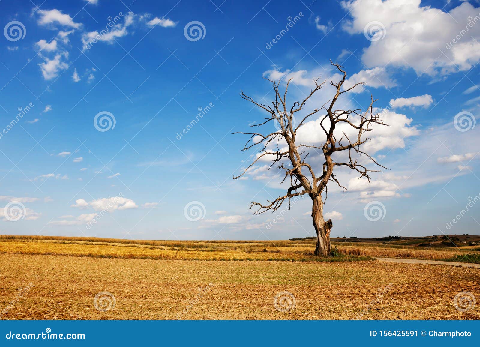 Dode Boom Op Het Veld En Blauwe Lucht Stock Afbeelding - Image of ...