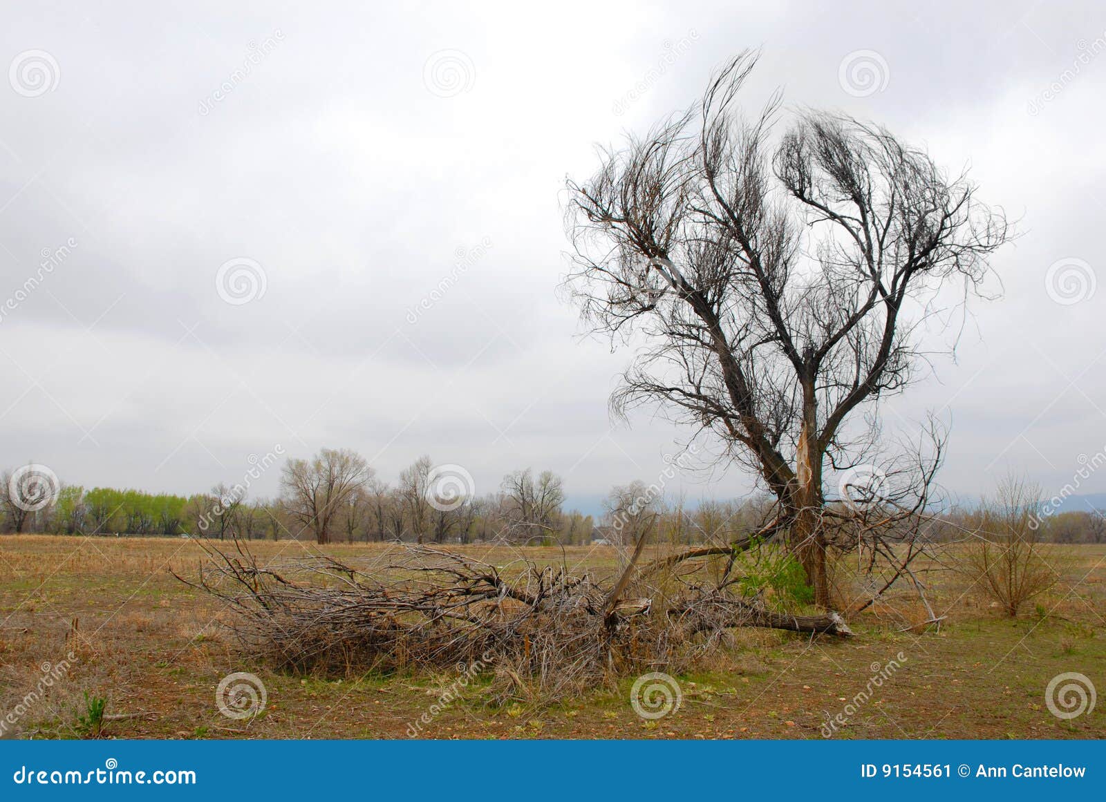 Dode Boom in Open plek stock afbeelding. Image of tribune - 9154561