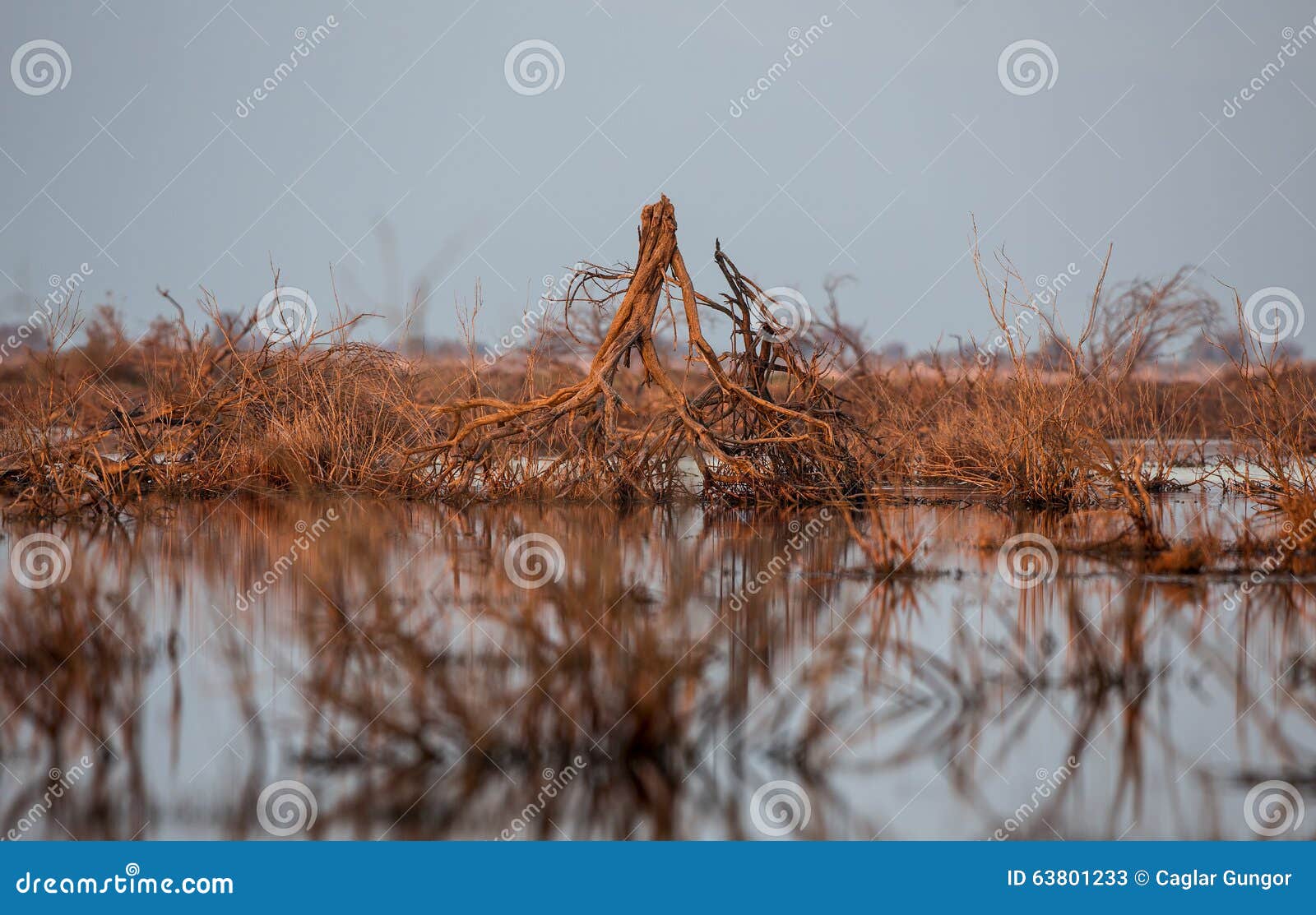 Dode boom in water stock afbeelding. Image of struiken - 63801233