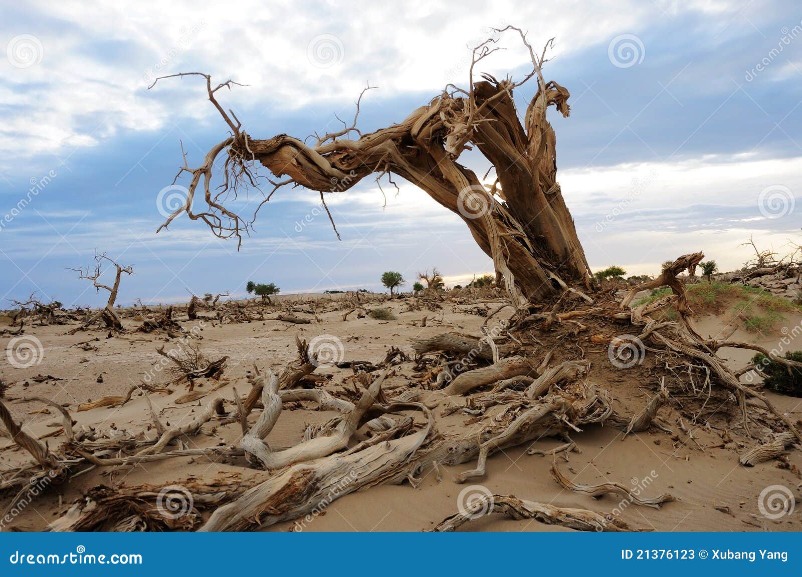 Dode boom in woestijn stock afbeelding. Image of status - 21376123