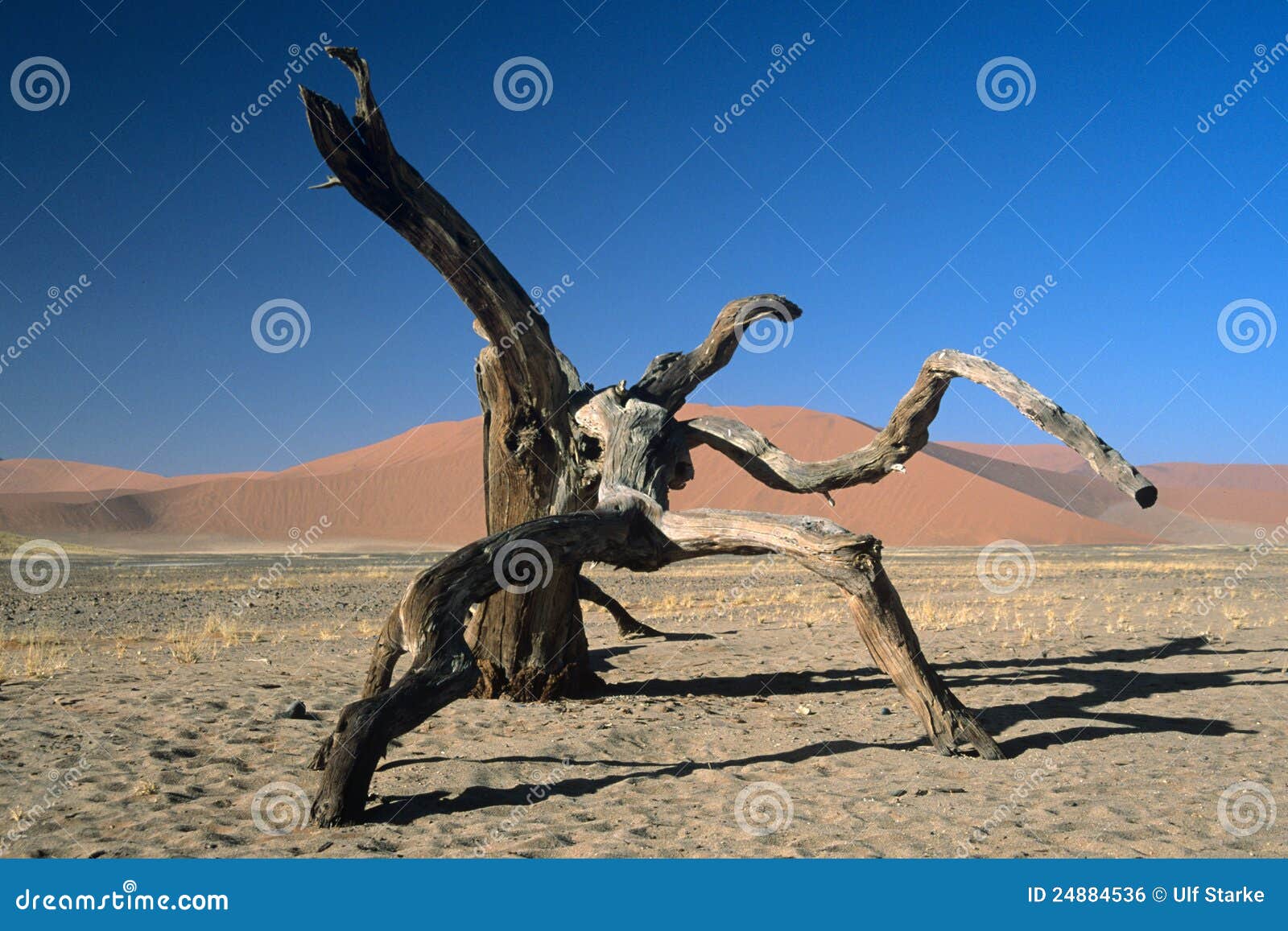 Dode Boom in Woestijn Namib Stock Foto - Image of nafta, droog: 24884536
