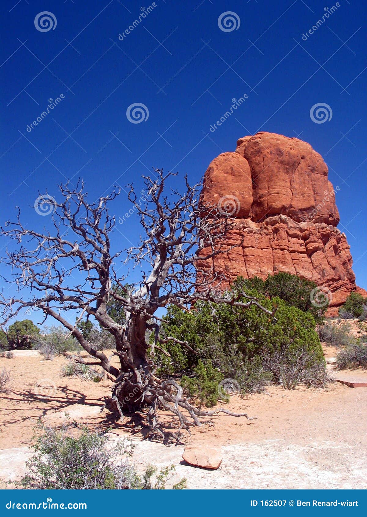 Dode Boom in Zuidelijk Utah. Het Nationale Park Van Bogen. Utah. Stock ...
