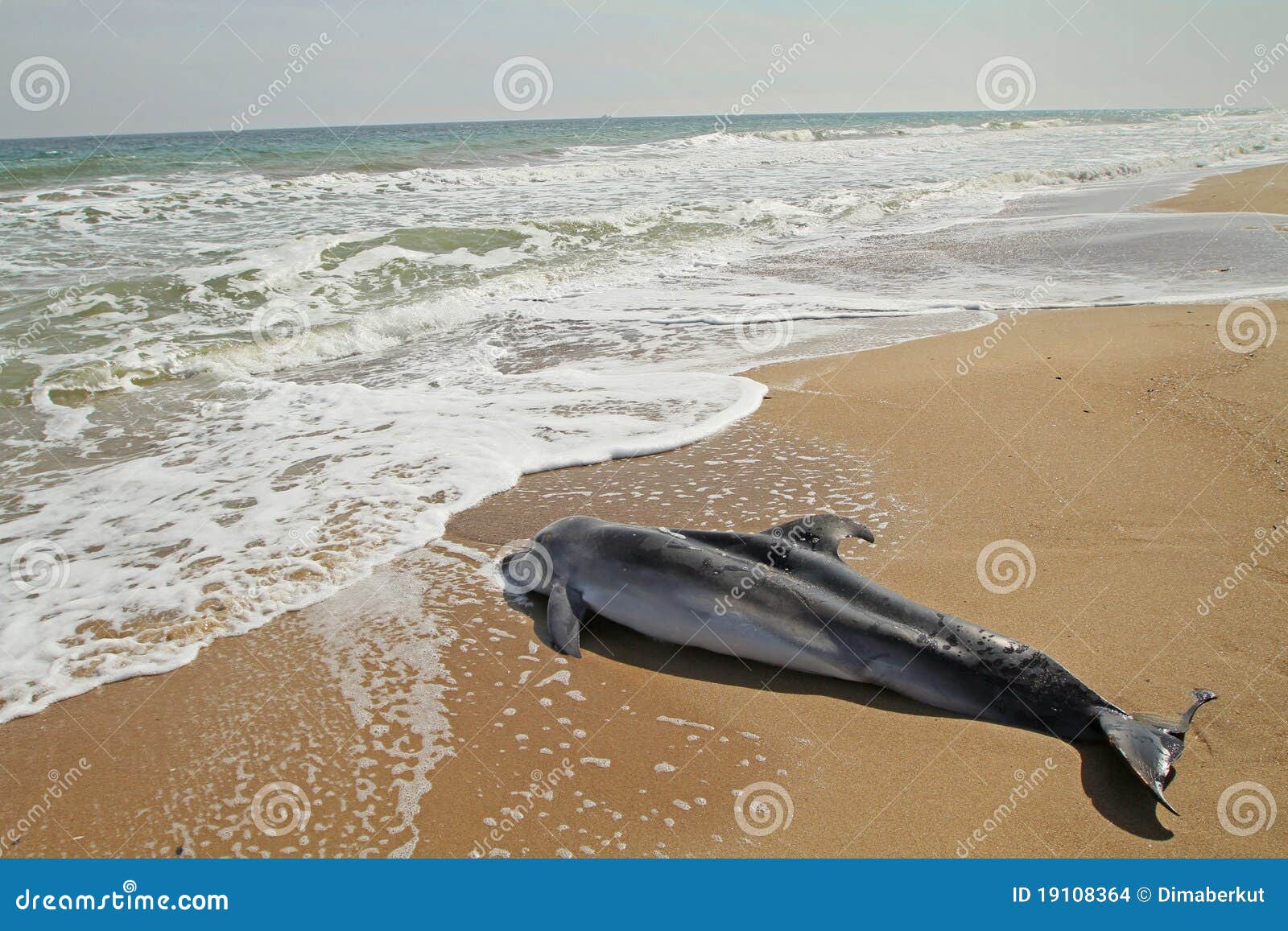 Dode dolfijn stock foto. Image of zand, dier, ecologie - 19108364