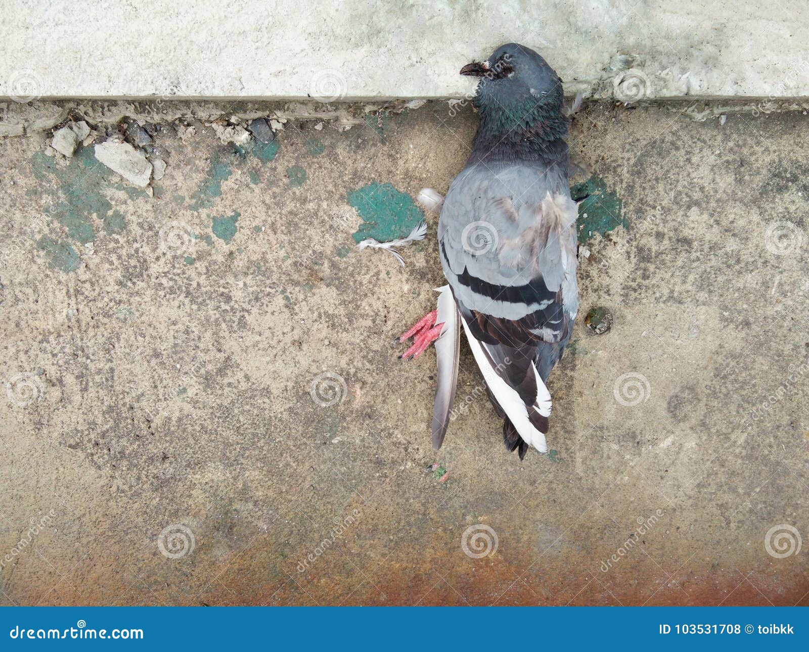 Dode Duif Op De Benedenverdieping Stock Foto - Image of wild, dier ...