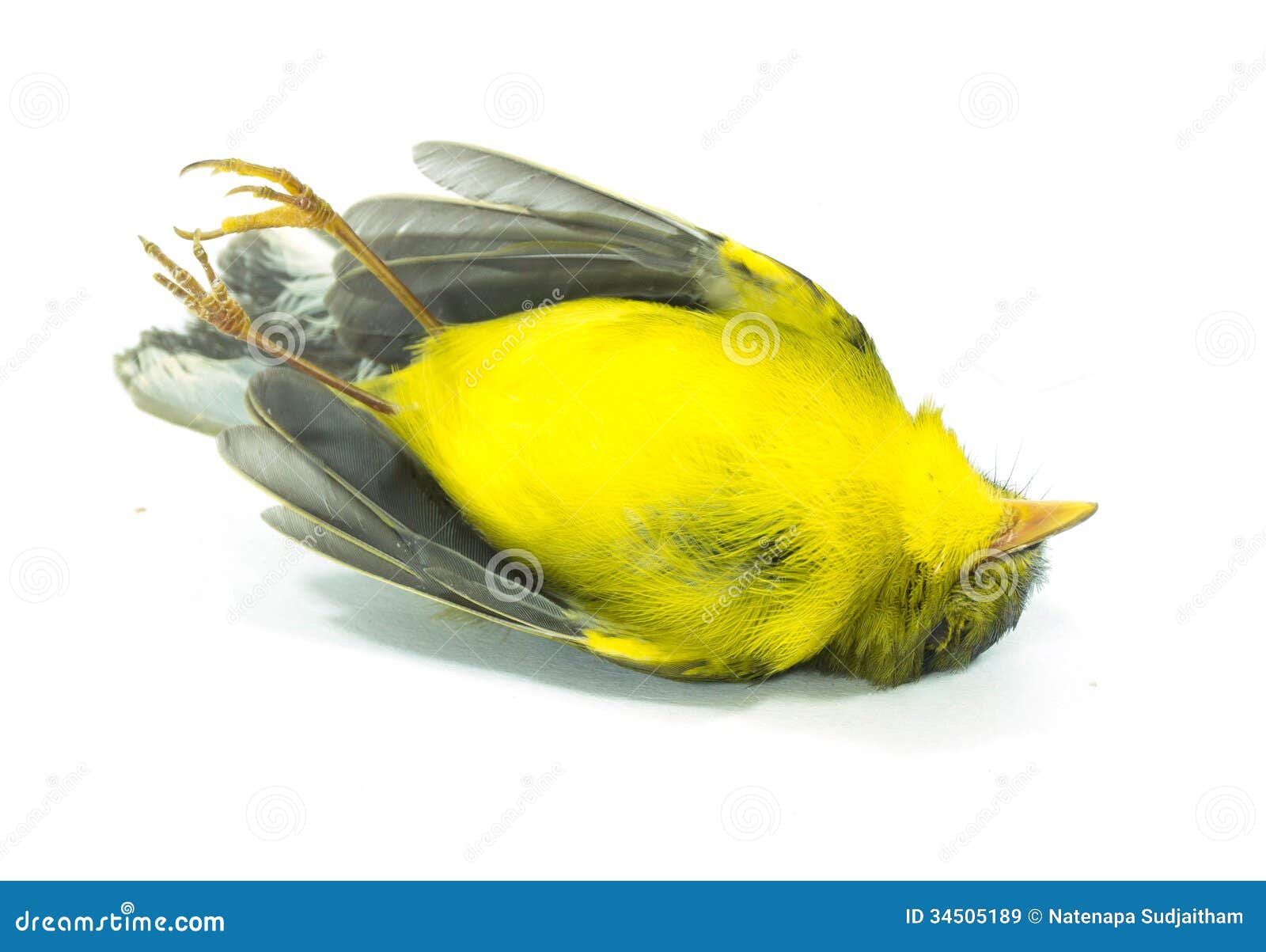 Dode gele vogel stock afbeelding. Image of onderaan, cichorei - 34505189