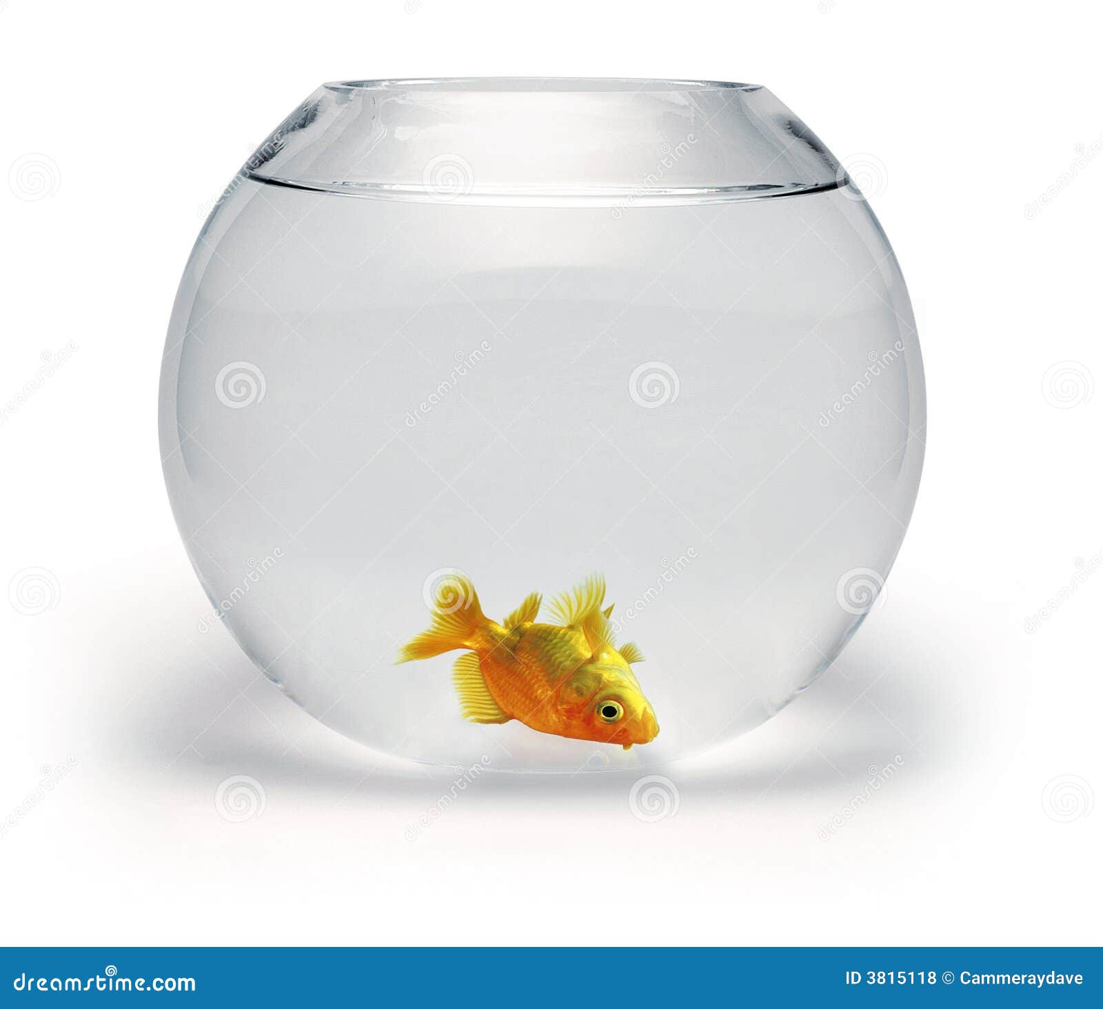 Dode Goudvis Cartoon