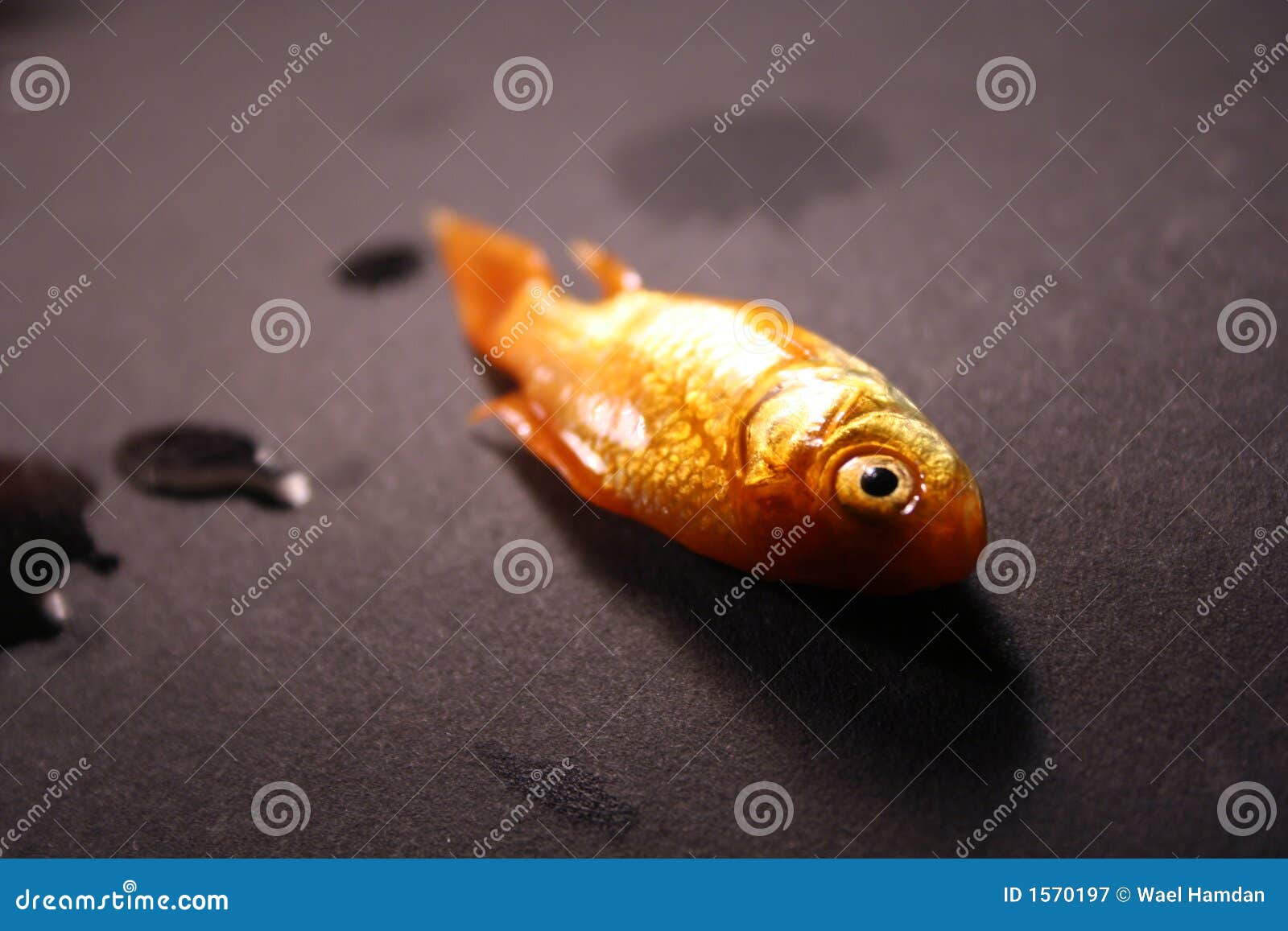 Dode Goudvis In Een Kom Carassius Auratus Goudvis | AquaForum