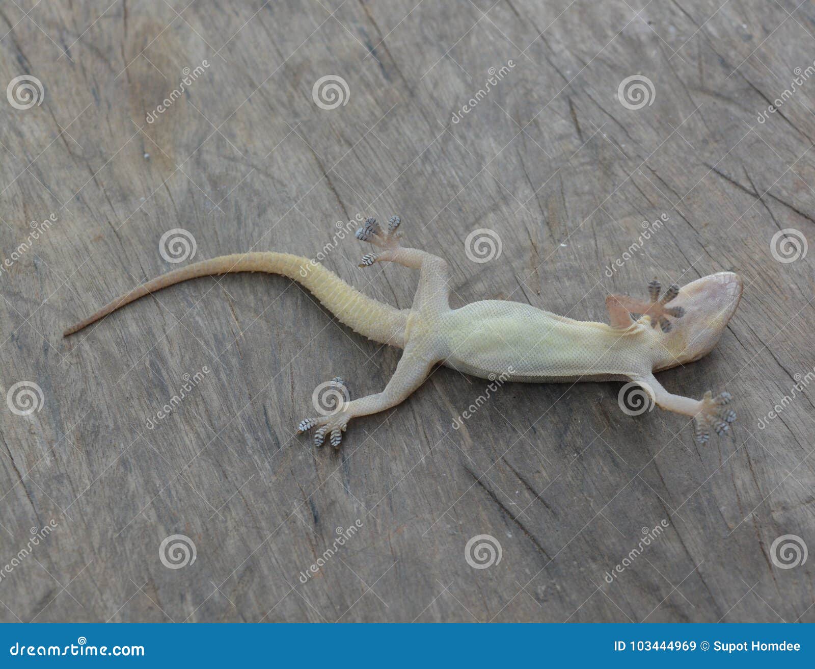 Dode hagedis stock afbeelding. Image of fauna, huis - 103444969