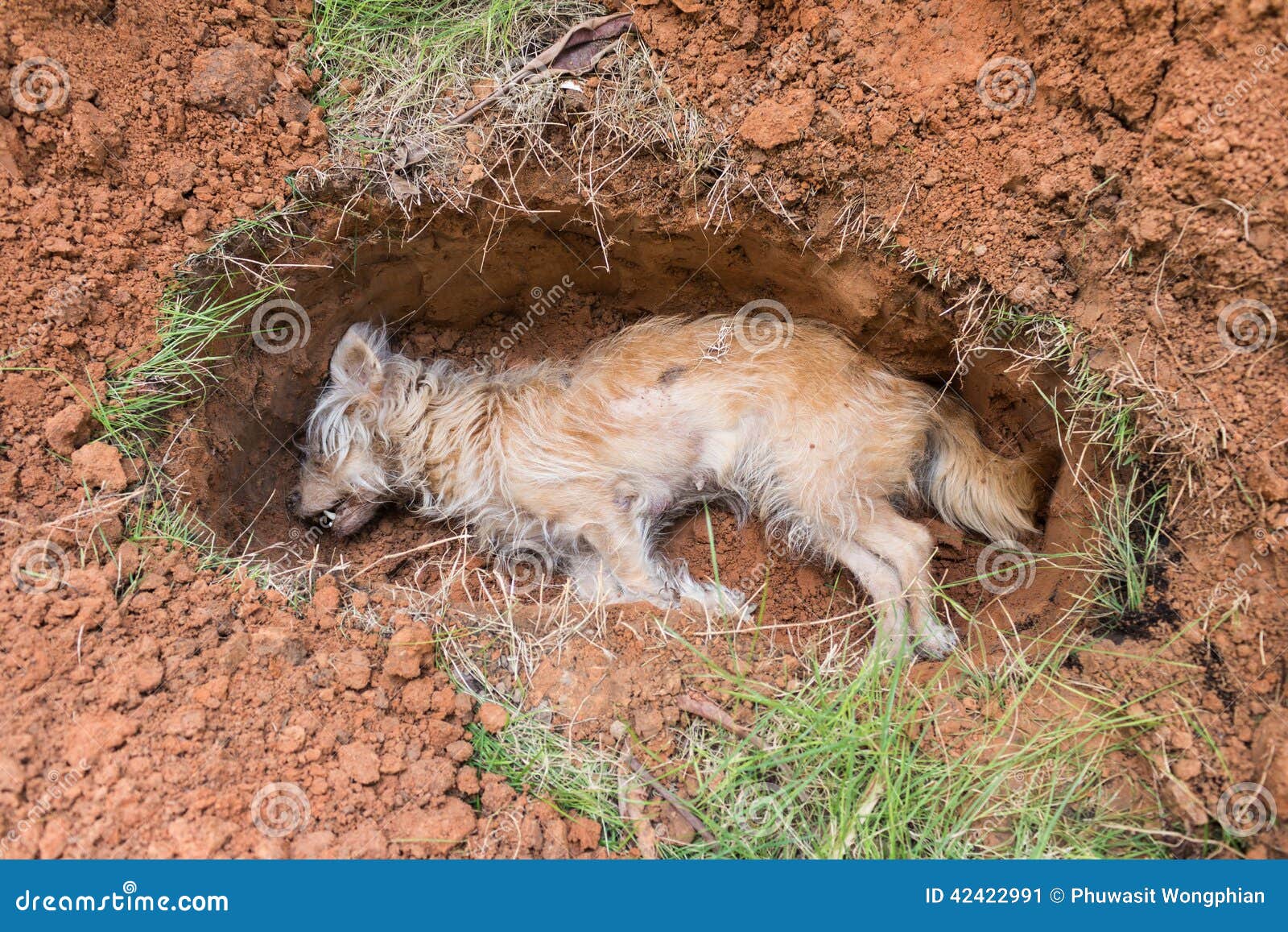 Dode hond in graf stock afbeelding. Image of graf, graven - 42422991