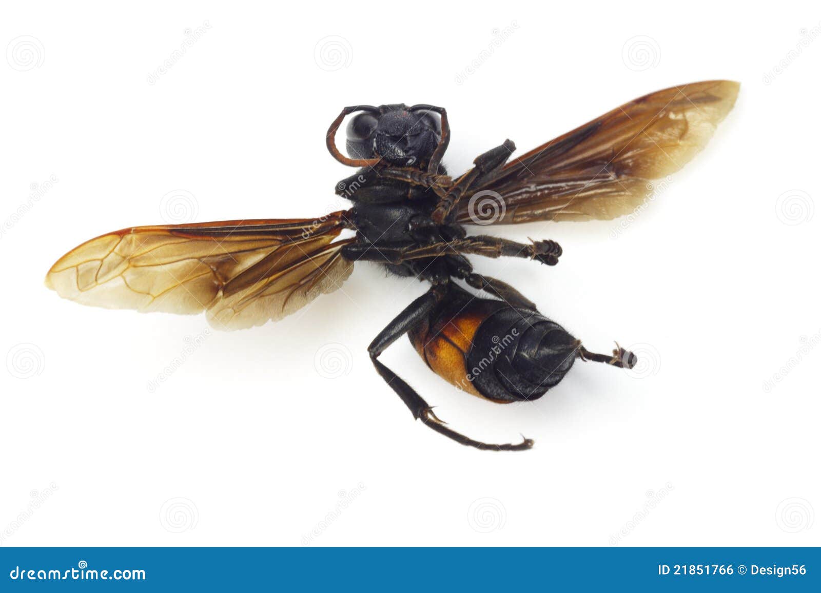 Dode horzel stock foto. Image of antenne, leugen, gestreept - 21851766