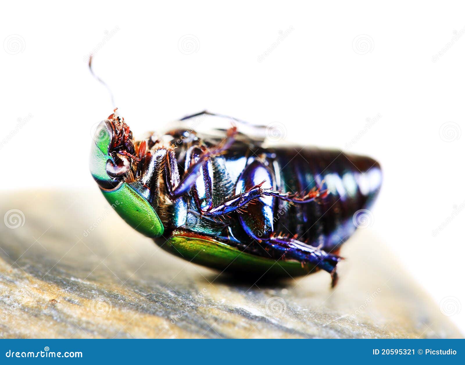 Dode kever stock afbeelding. Image of wild, insect, dood - 20595321