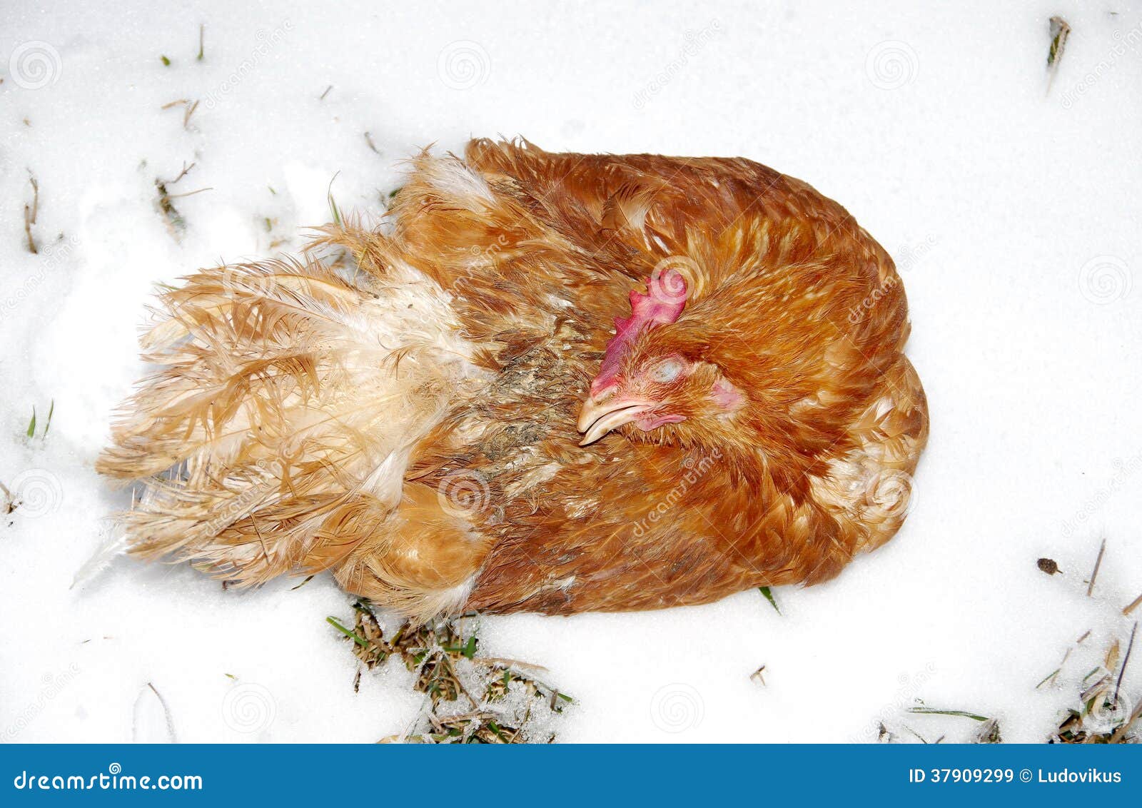 Dode kip stock afbeelding. Image of zieken, vogel, landbouwbedrijf ...