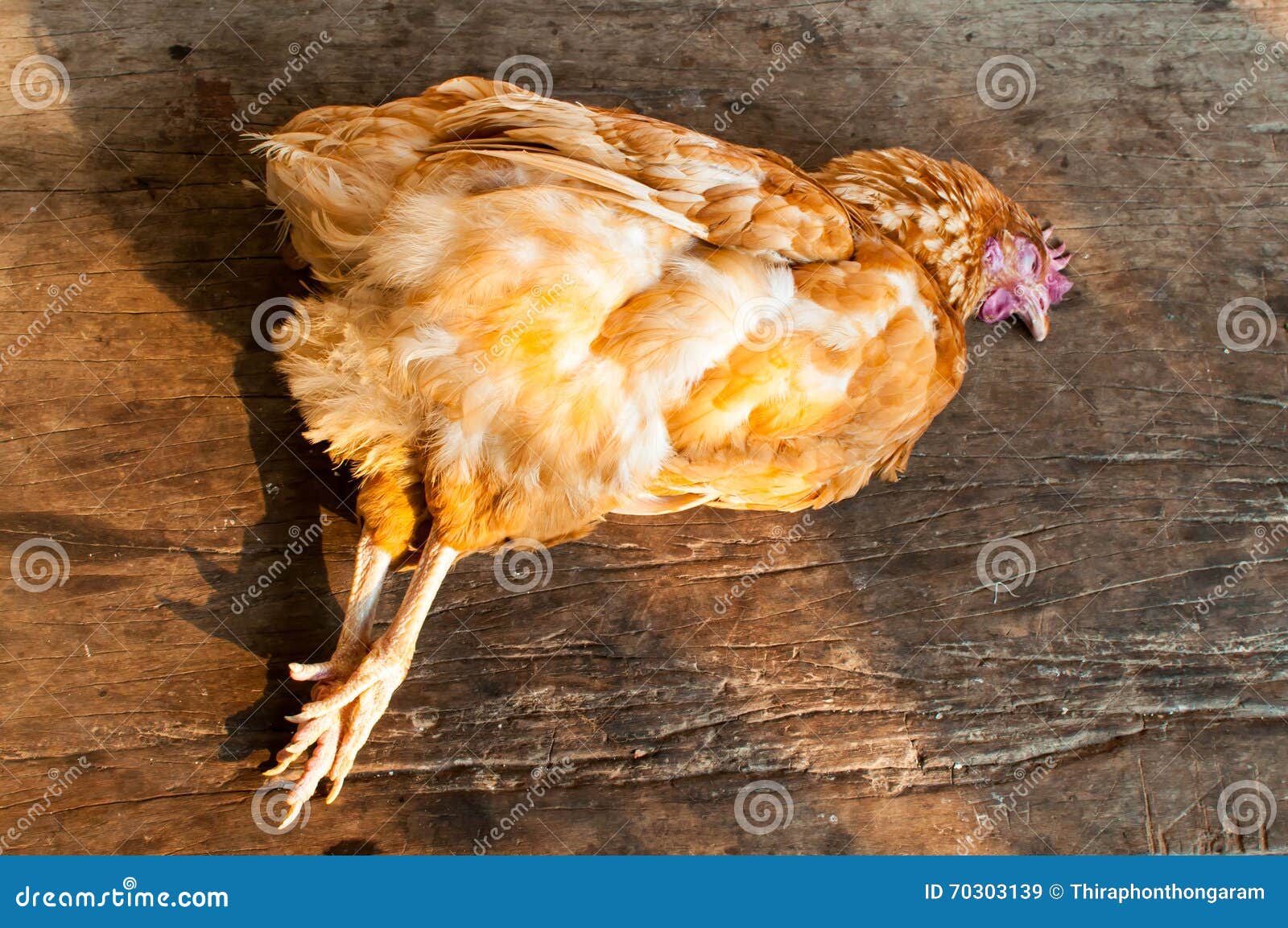 Dode kip stock afbeelding. Image of beukenhout, voorwerpen - 70303139