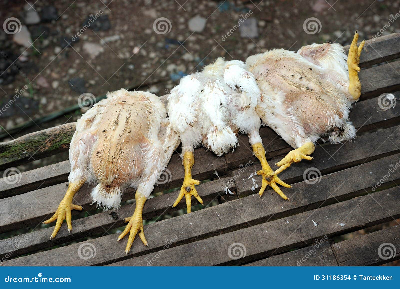 Dode Kip in Gevogeltelandbouwbedrijf Stock Foto - Image of griep ...