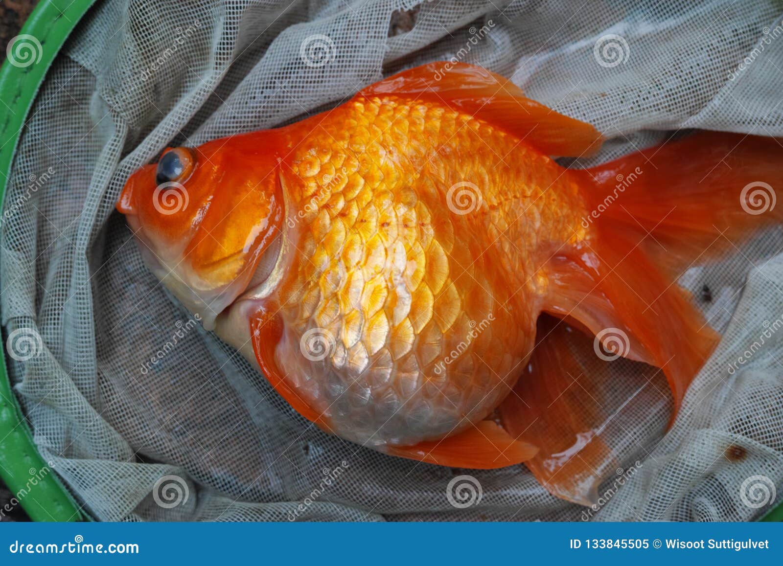 Dode Koi-vissen, Besmette Ziekten Stock Afbeelding - Image of goudvis ...