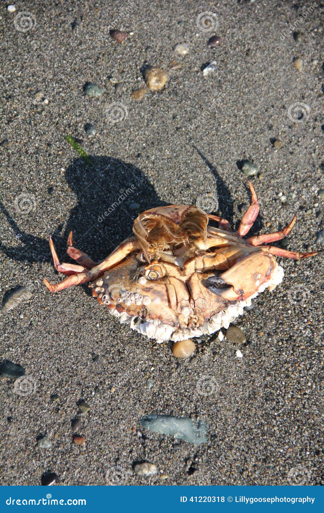 Dode krab stock foto. Image of krab, zomer, rotsen, strand - 41220318