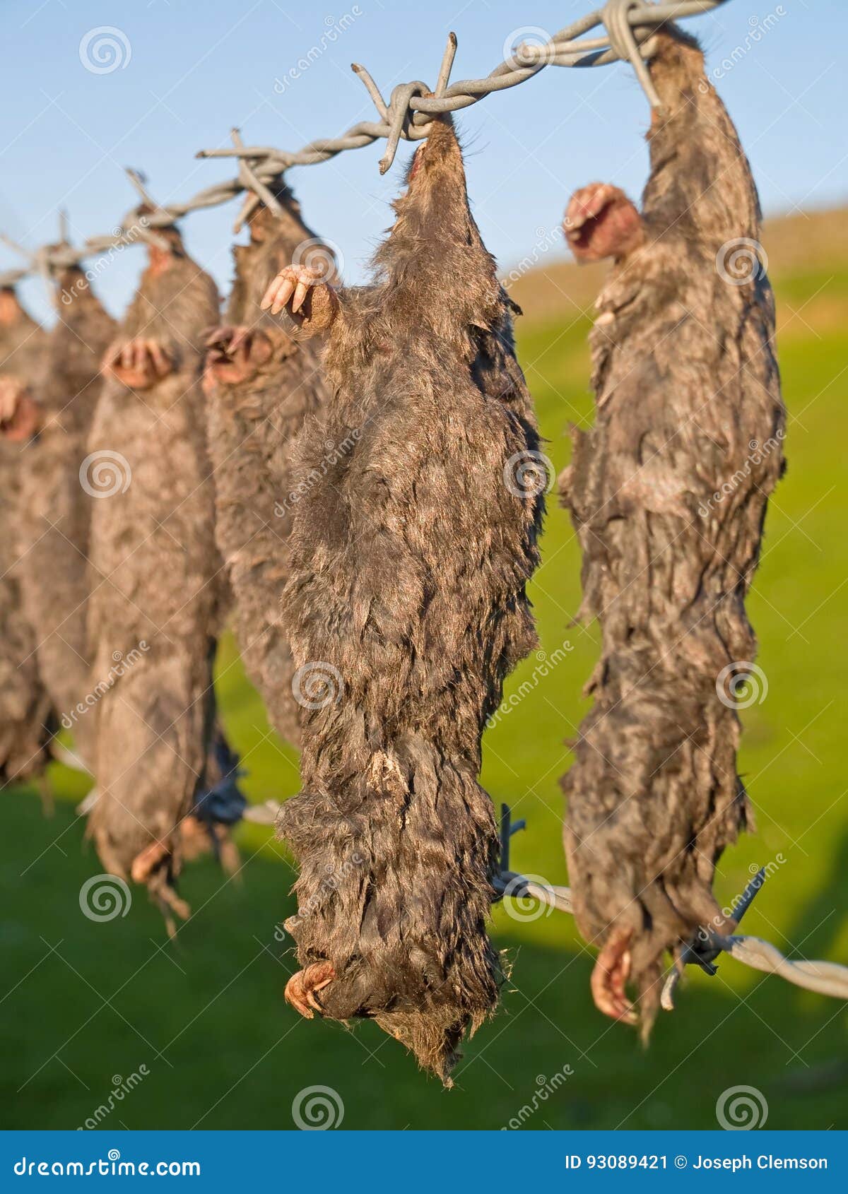 Dode Mollen Die Op Prikkeldraadomheining Hangen Stock Afbeelding ...