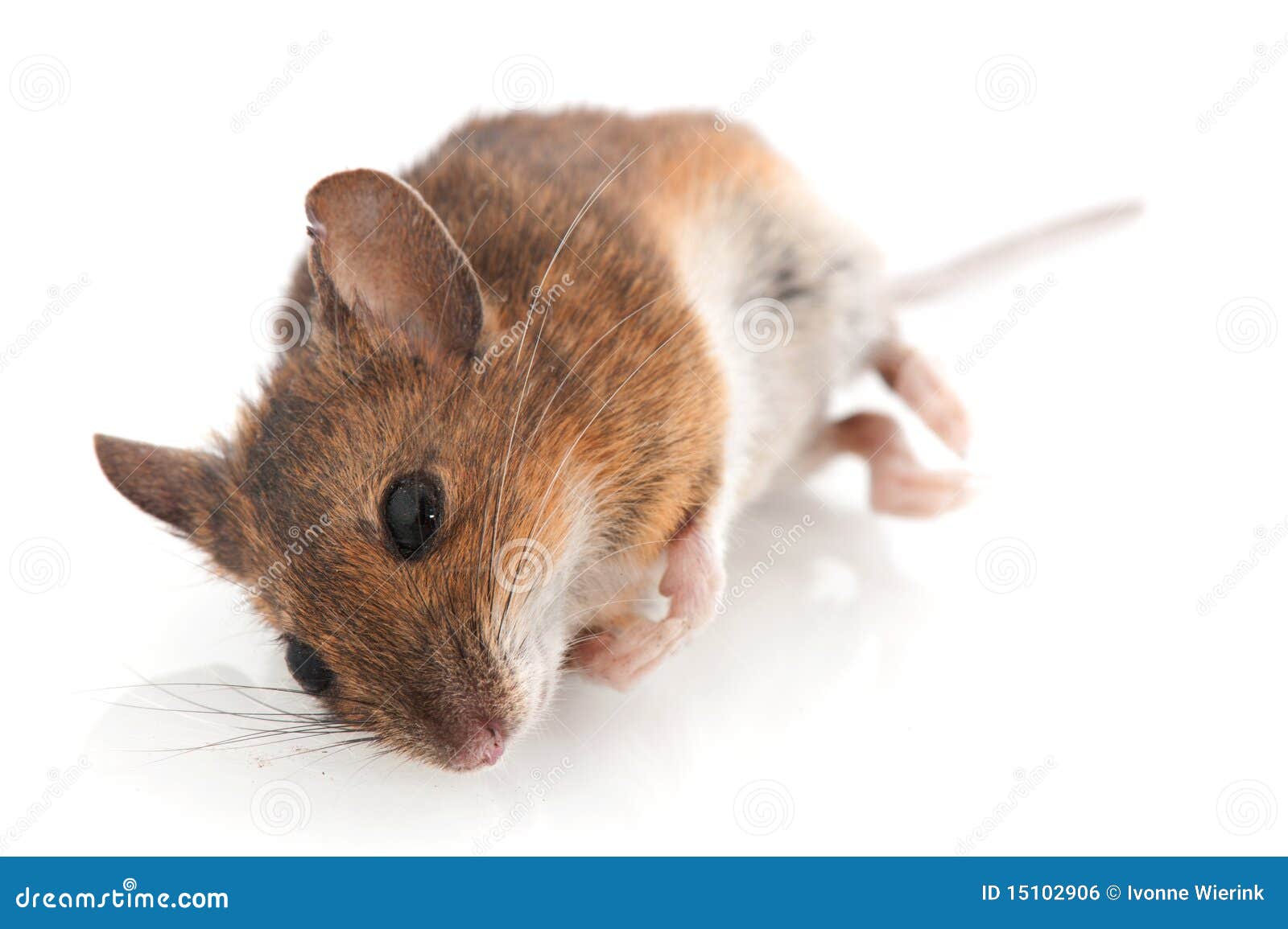 Dode muis stock foto. Image of slachtoffer, dier, muis - 15102906