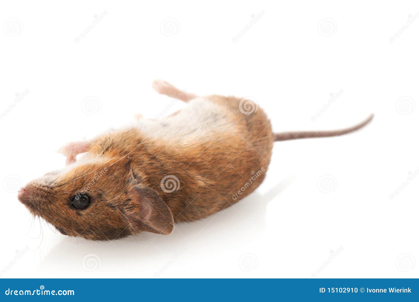Dode muis stock foto. Image of muis, knaagdier, slachtoffer - 15102910