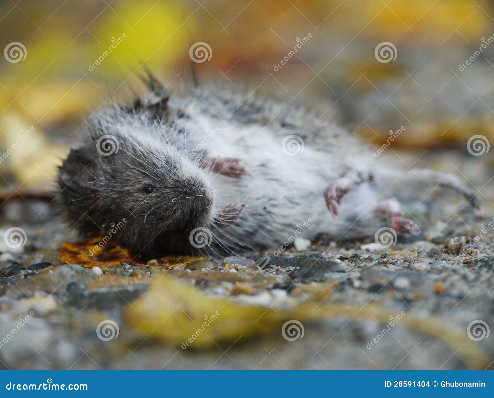 Dode muis stock foto. Image of muis, dood, bederf, voer - 28591404