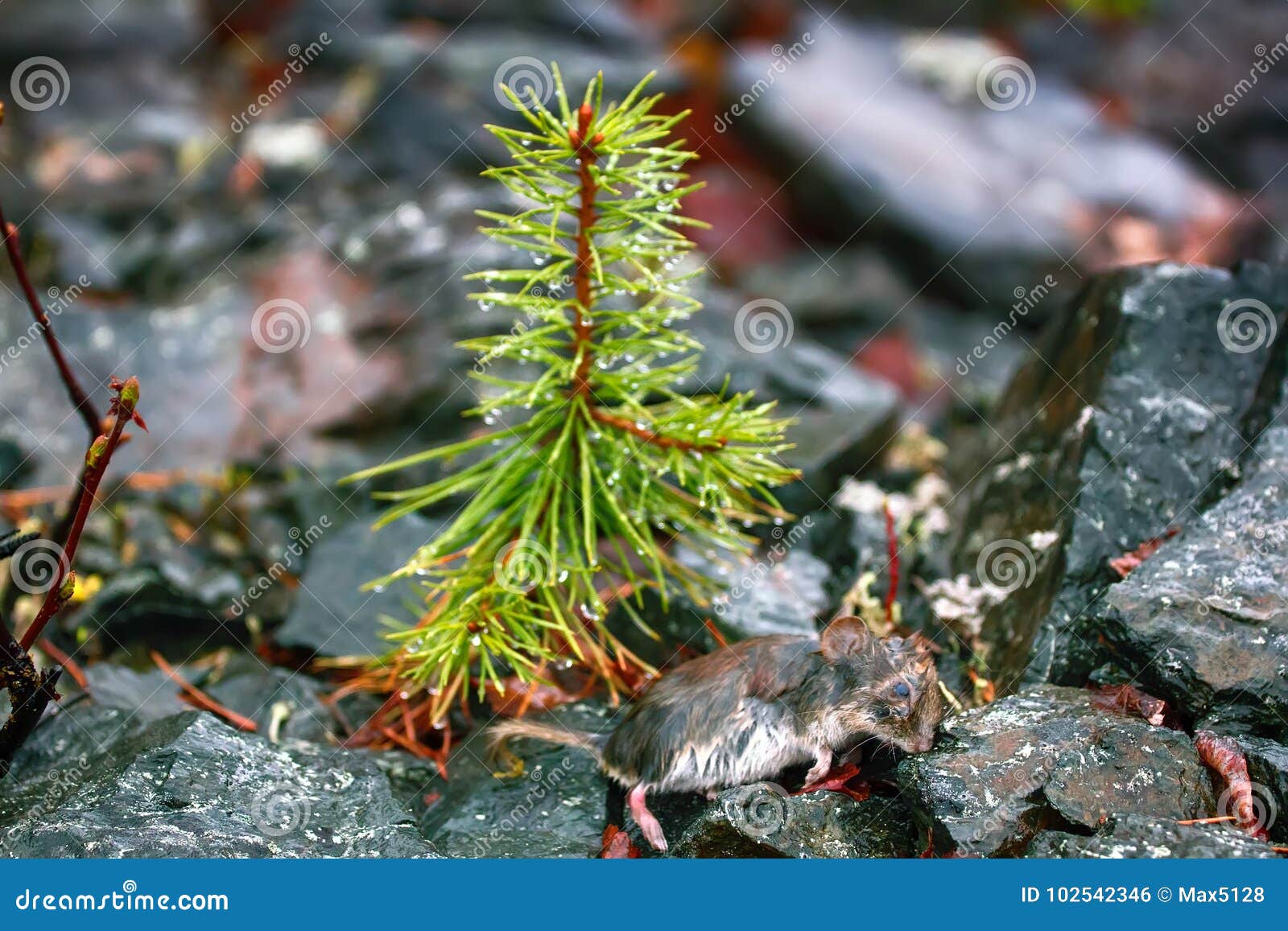 Dode muis in aard stock foto. Image of grijs, dier, vloed - 102542346