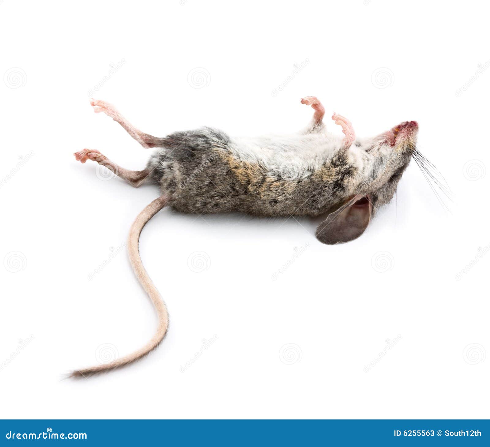 Dode Muis Met Voeten Aan De Hemel Stock Afbeelding - Image of sluit ...