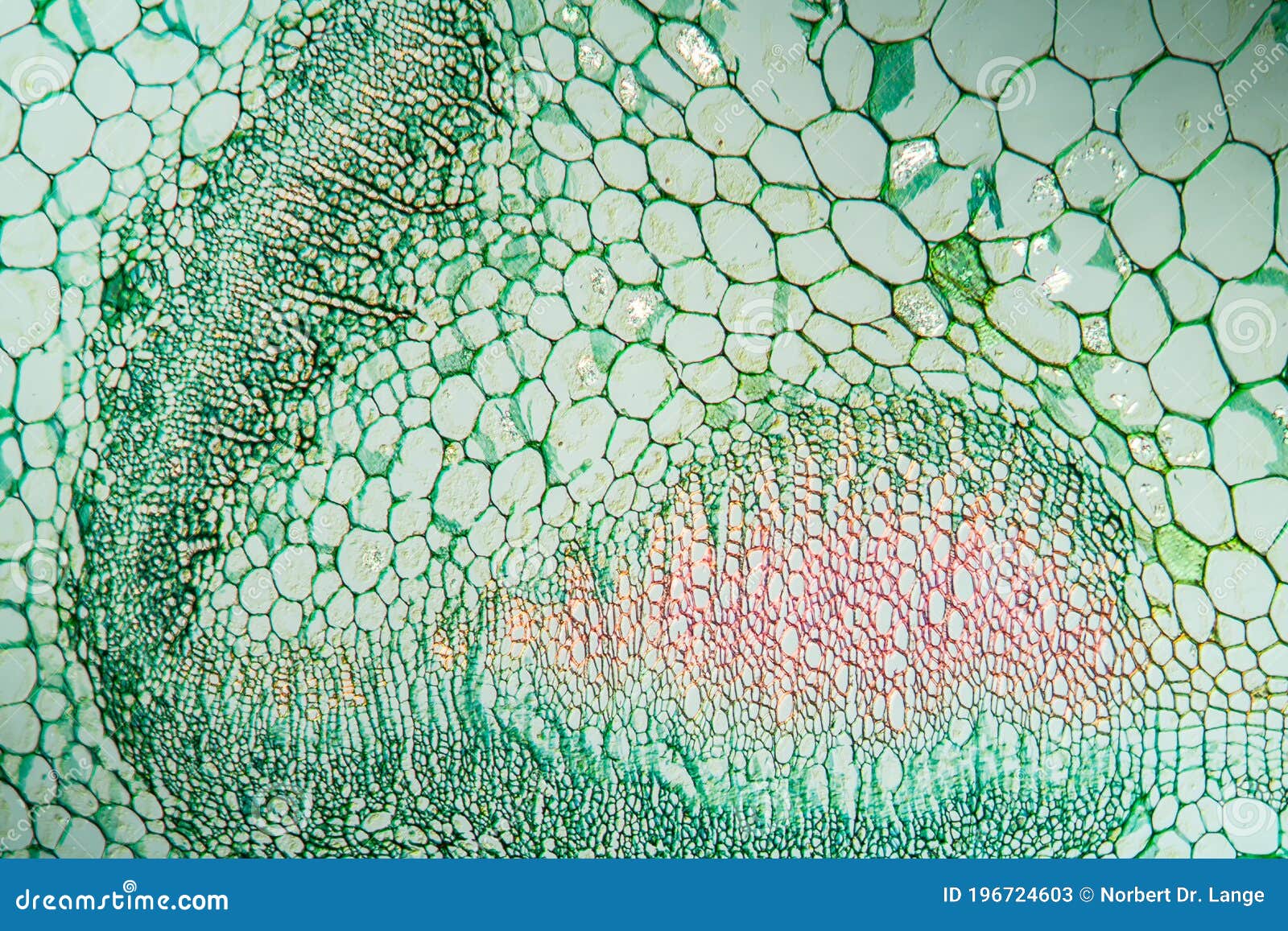 Dode netel stock afbeelding. Image of kruiden, water - 196724603