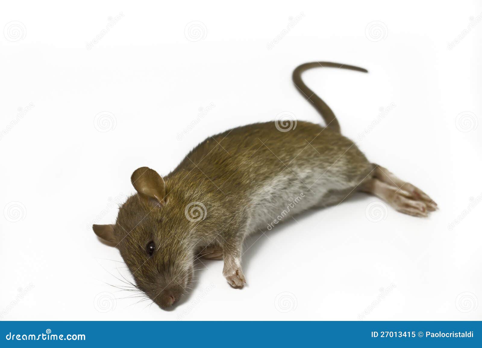 Dode rat stock afbeelding. Image of grond, pluizig, zoogdier - 27013415